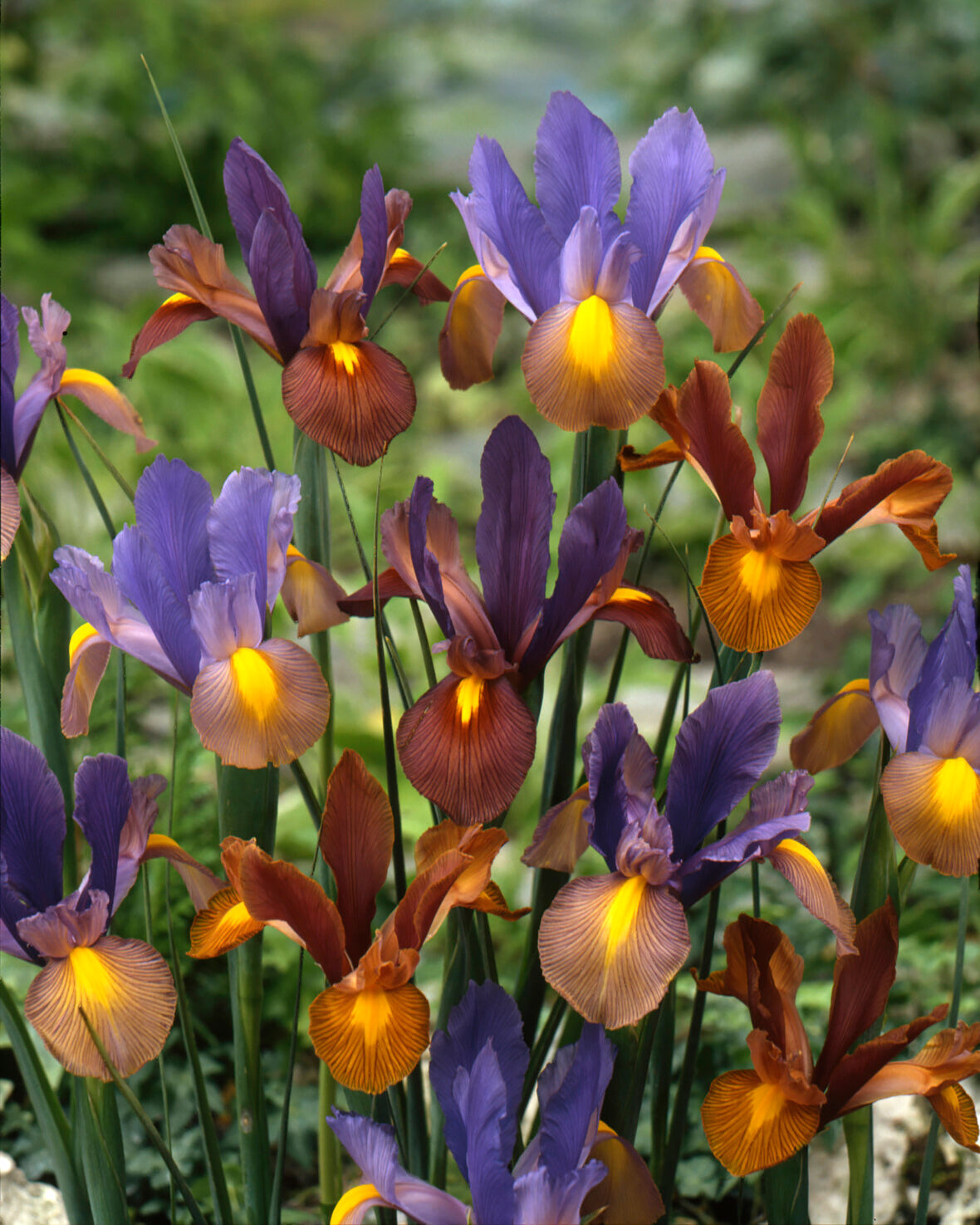 Dutch Iris 'Tiger Mix' bulbs | Buy mixed Dutch Iris online at Farmer ...
