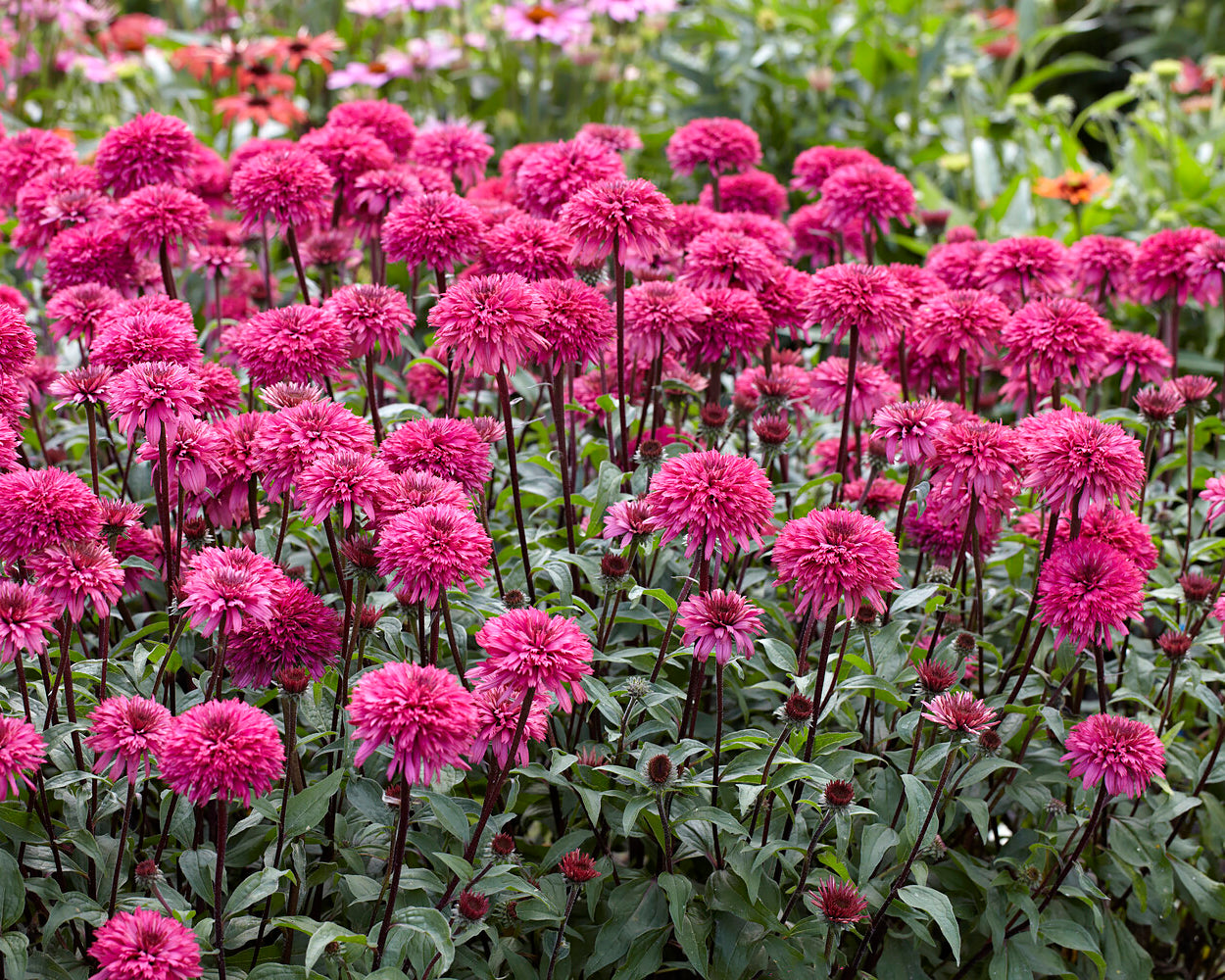 Echinacea 'Blackberry Truffle' bare roots | Buy bright pink coneflowers ...