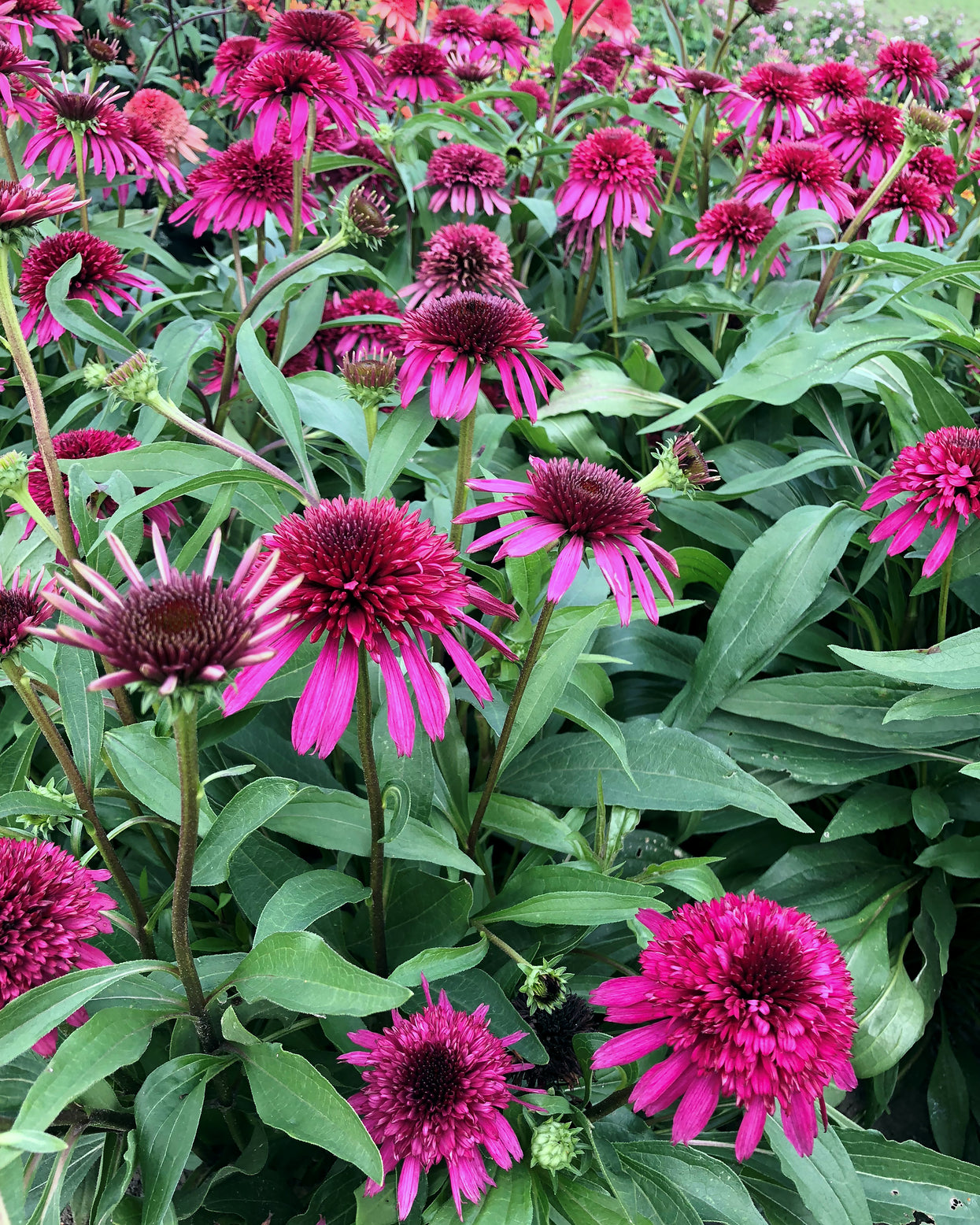 Echinacea 'Blueberry Cheesecake' bare roots | Buy magenta-purple ...