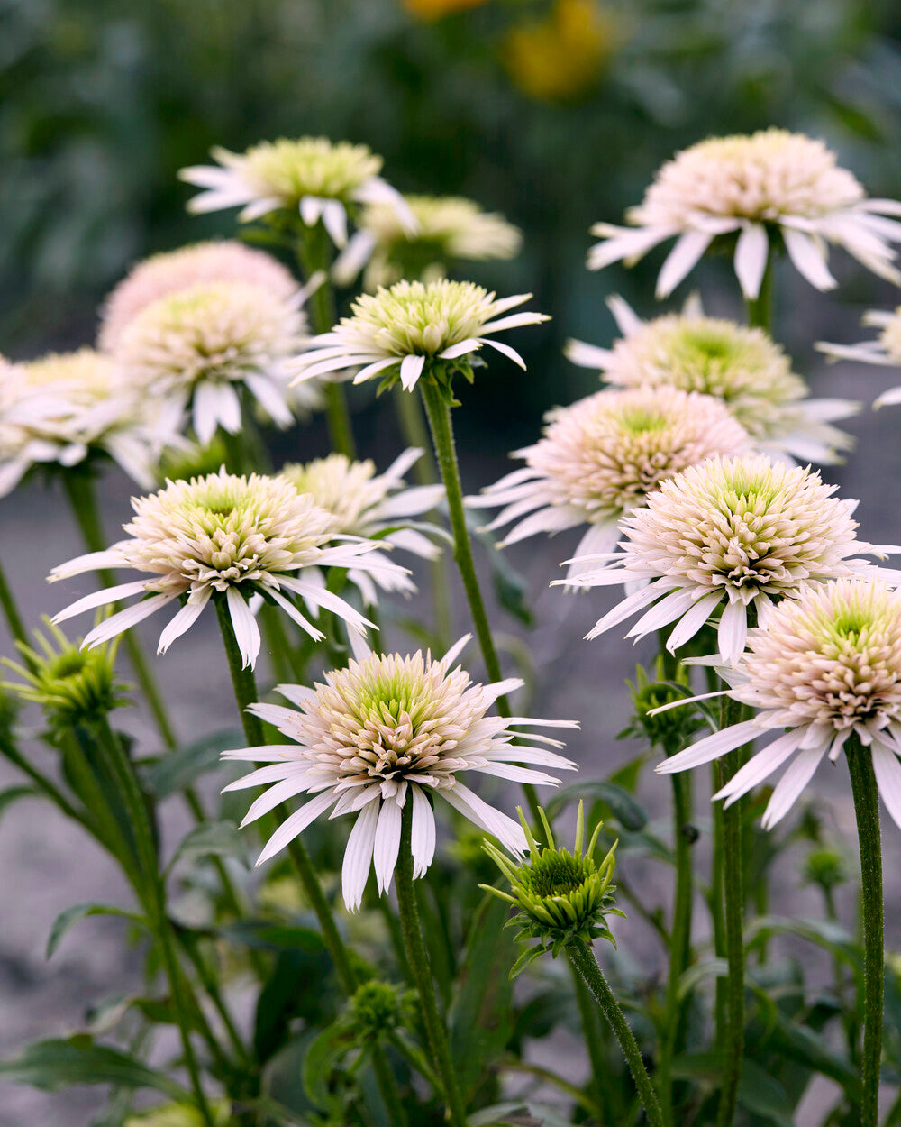 Echinacea 'Cherry Fluff' bare roots | Buy cream-white coneflowers ...