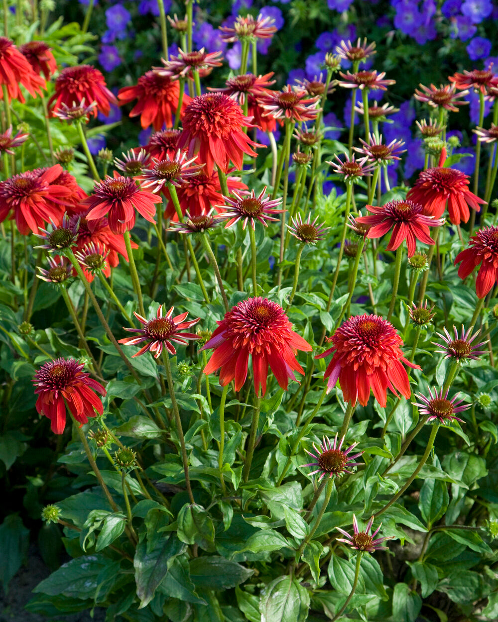 Echinacea 'Eccentric' bare roots — Buy red coneflowers online at Farmer ...