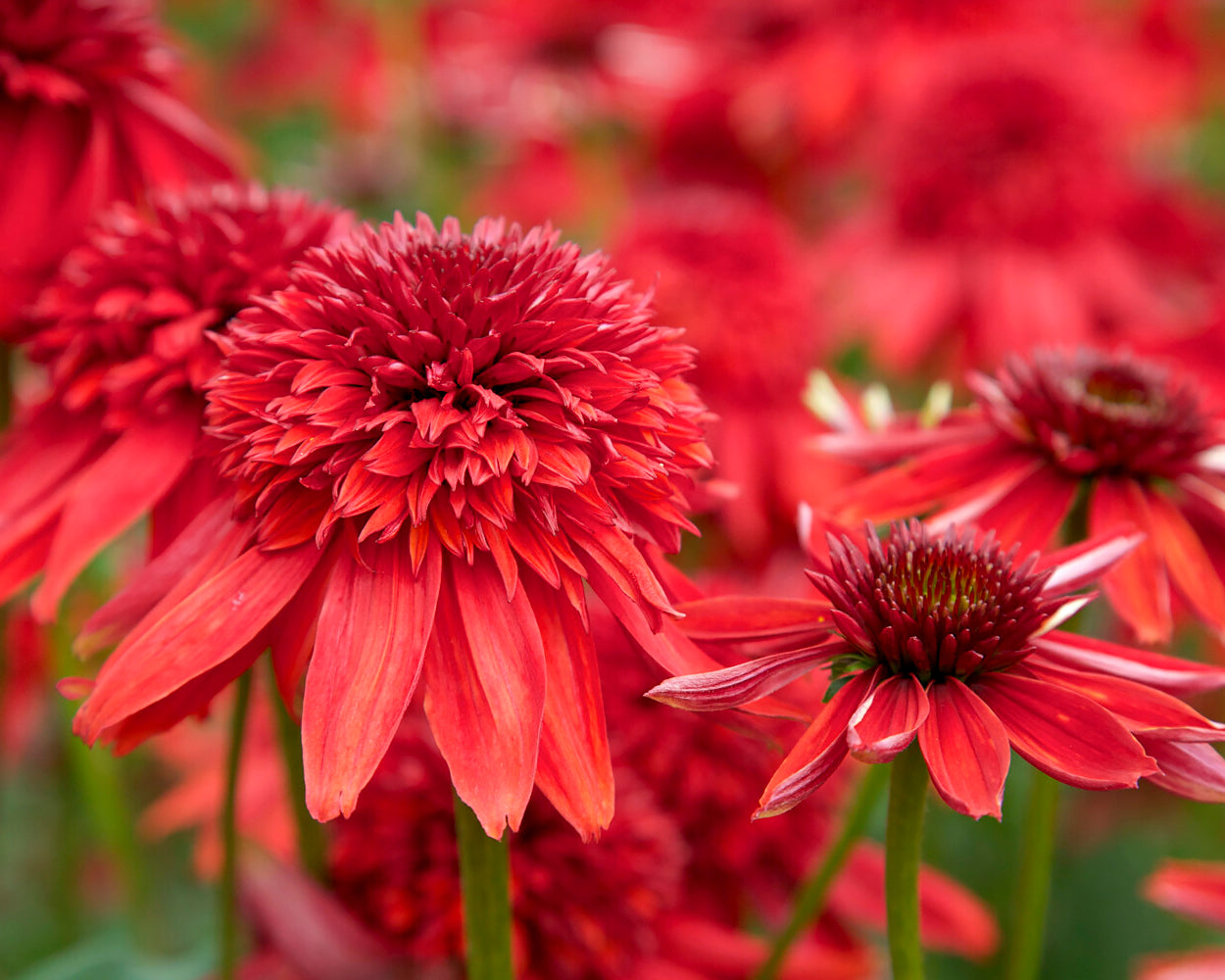Echinacea 'Eccentric' bare roots — Buy red coneflowers online at Farmer ...