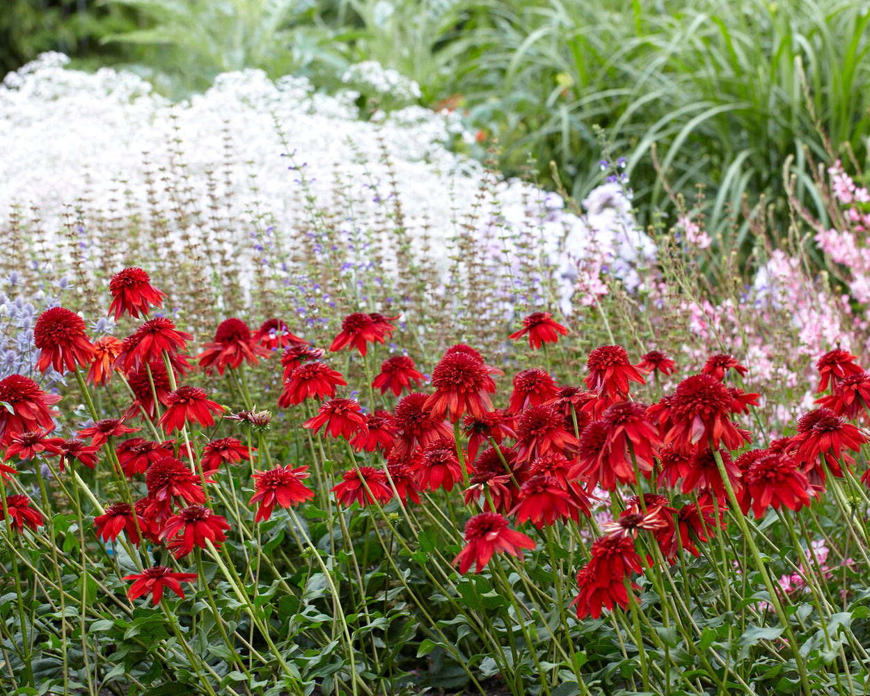 Echinacea 'Eccentric' bare roots | Buy red coneflowers online at Farmer ...