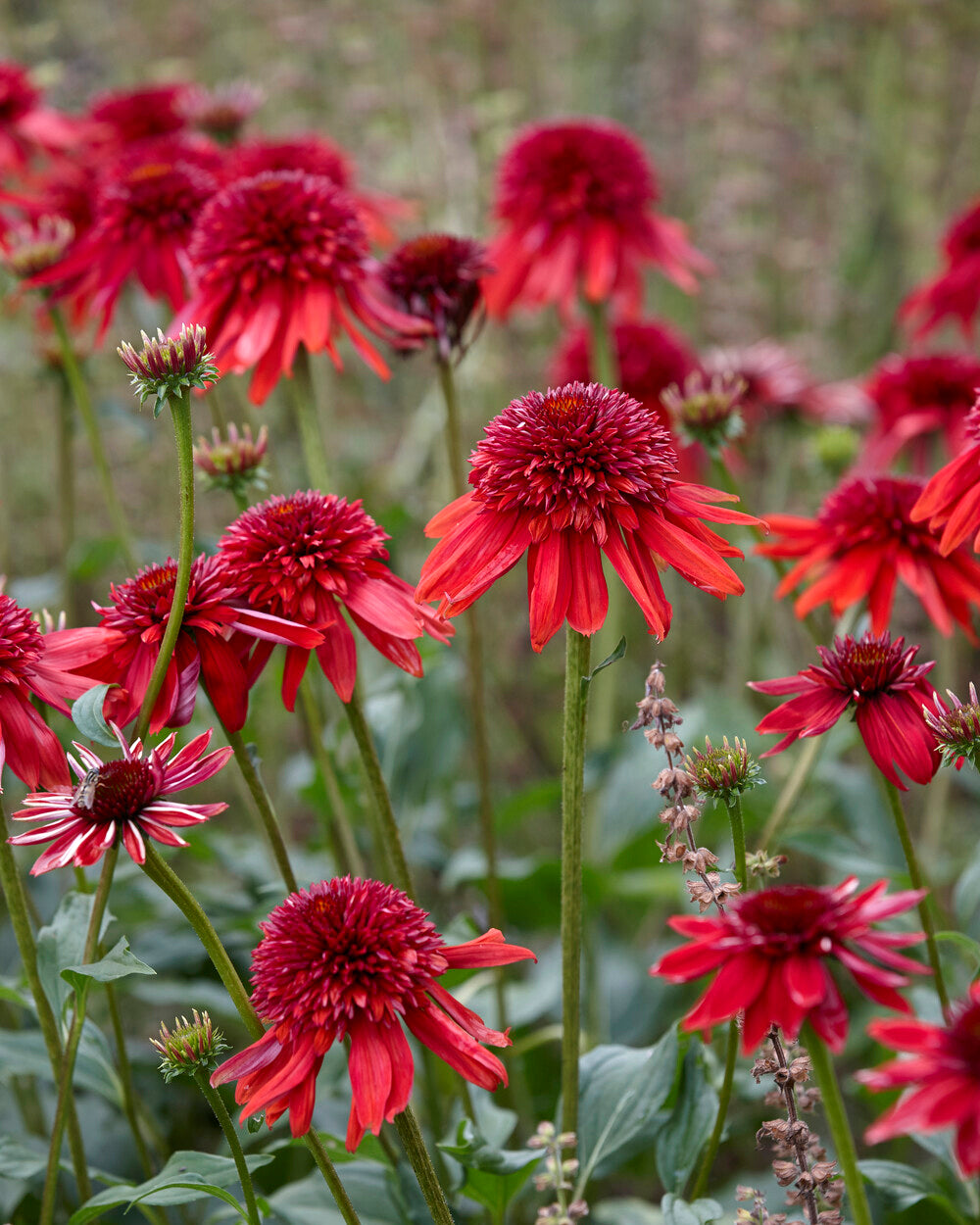 Echinacea 'Eccentric' bare roots | Buy red coneflowers online at Farmer ...