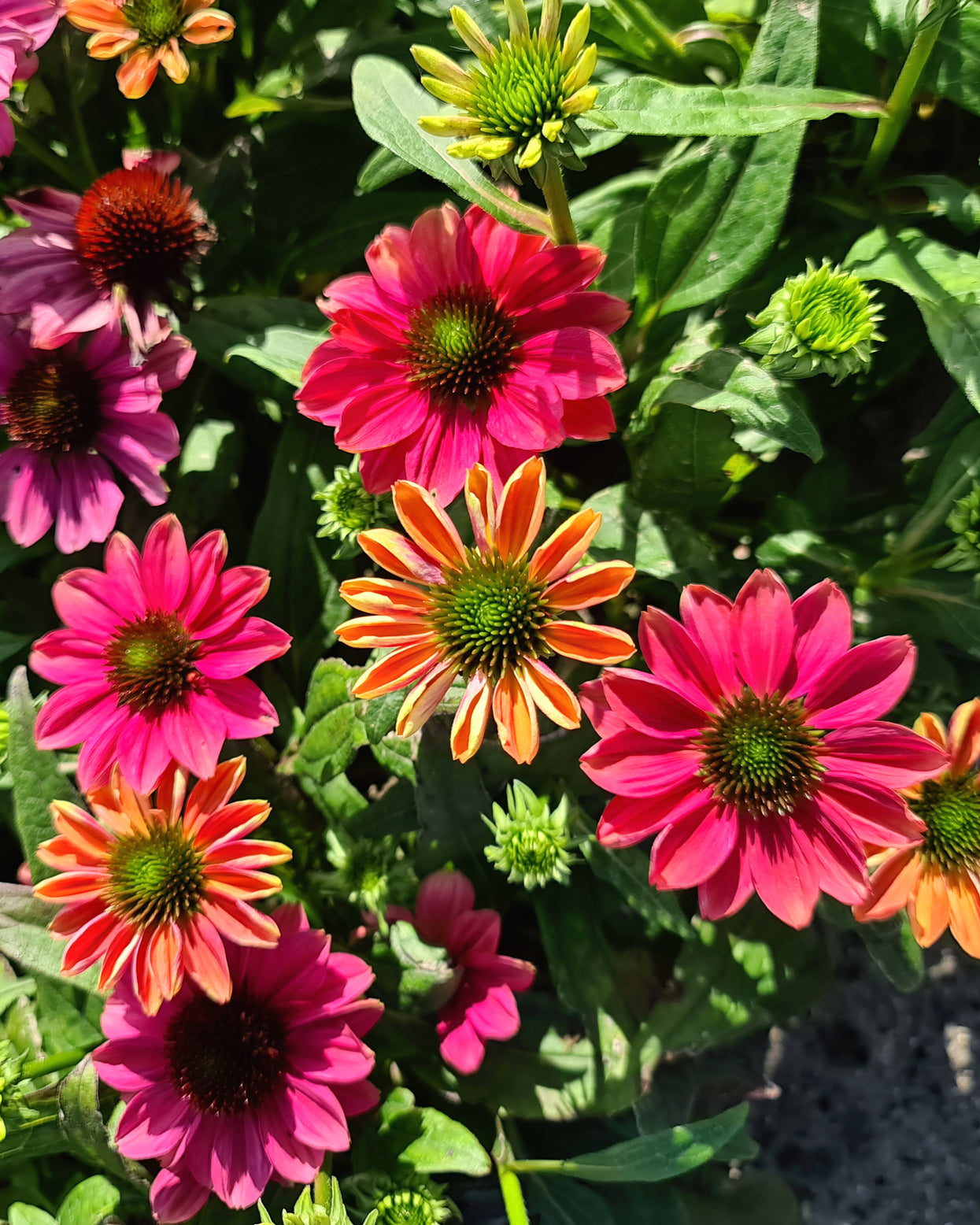 Echinacea 'Evolution Colorific' bare roots — Buy exclusive 'Coneflowers ...