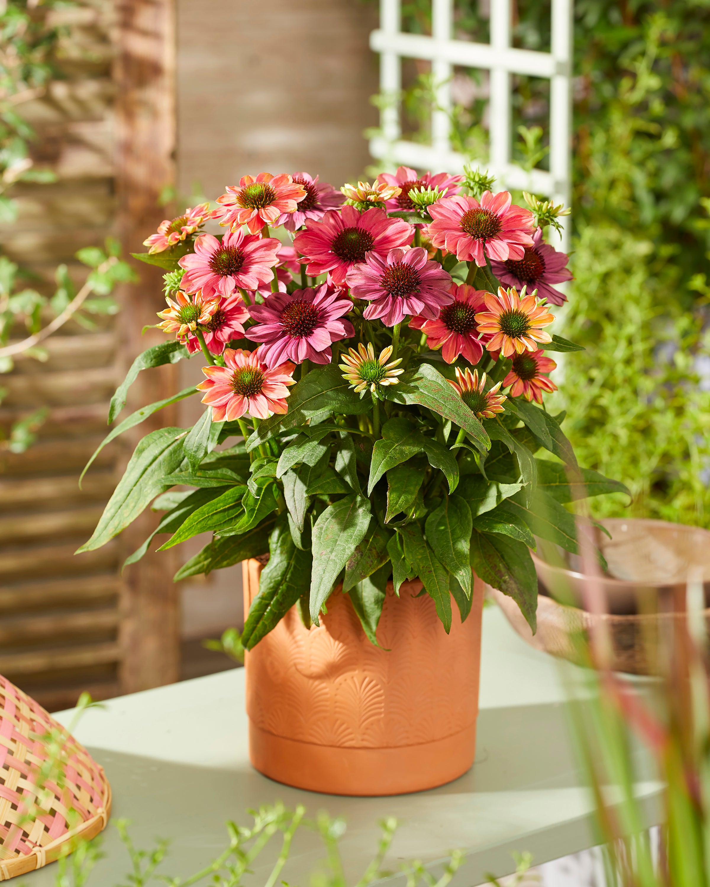 Echinacea 'Evolution Colorific' bare roots — Buy exclusive 'Coneflowers ...