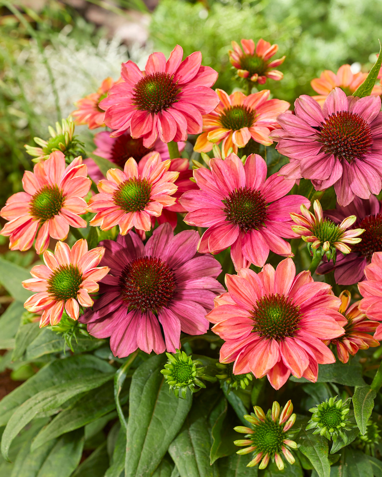 Echinacea 'Evolution Colorific' bare roots | Buy exclusive 'Coneflowers ...