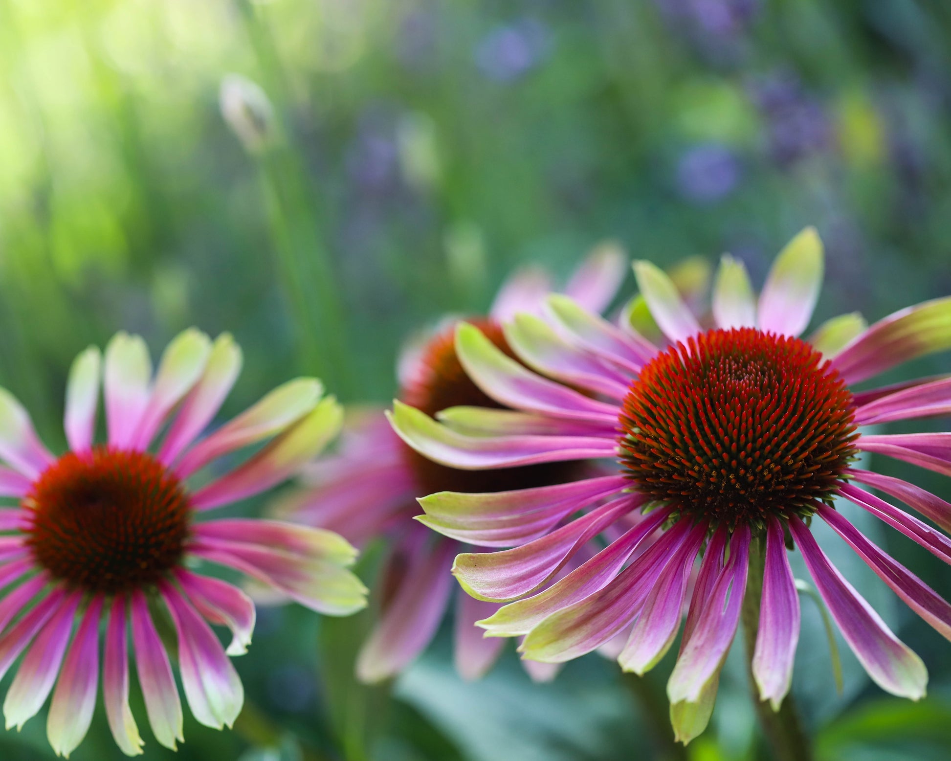 Echinacea purpurea 'Green Twister' bare roots | Buy green-pink ...