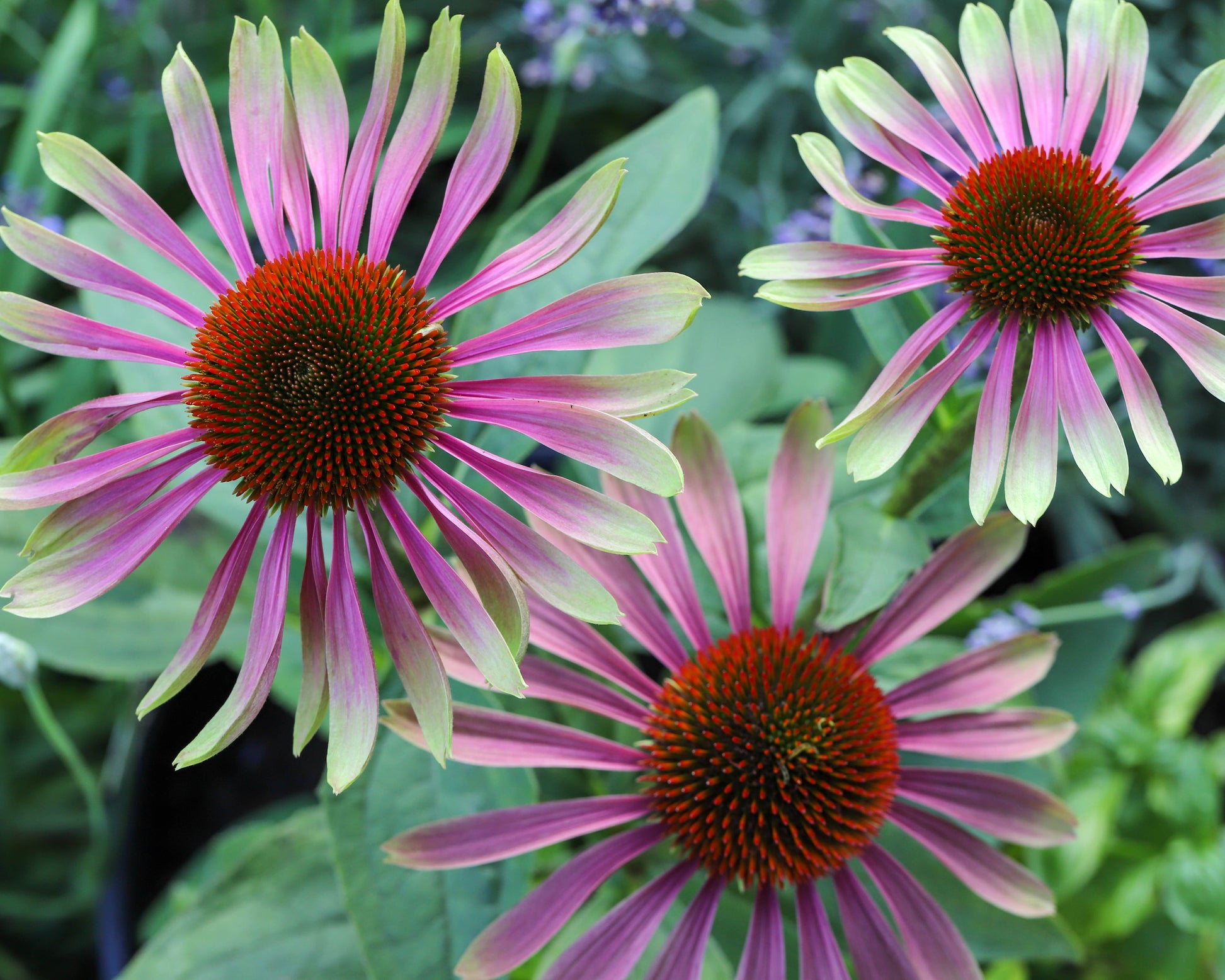 Echinacea purpurea 'Green Twister' bare roots — Buy green-pink ...