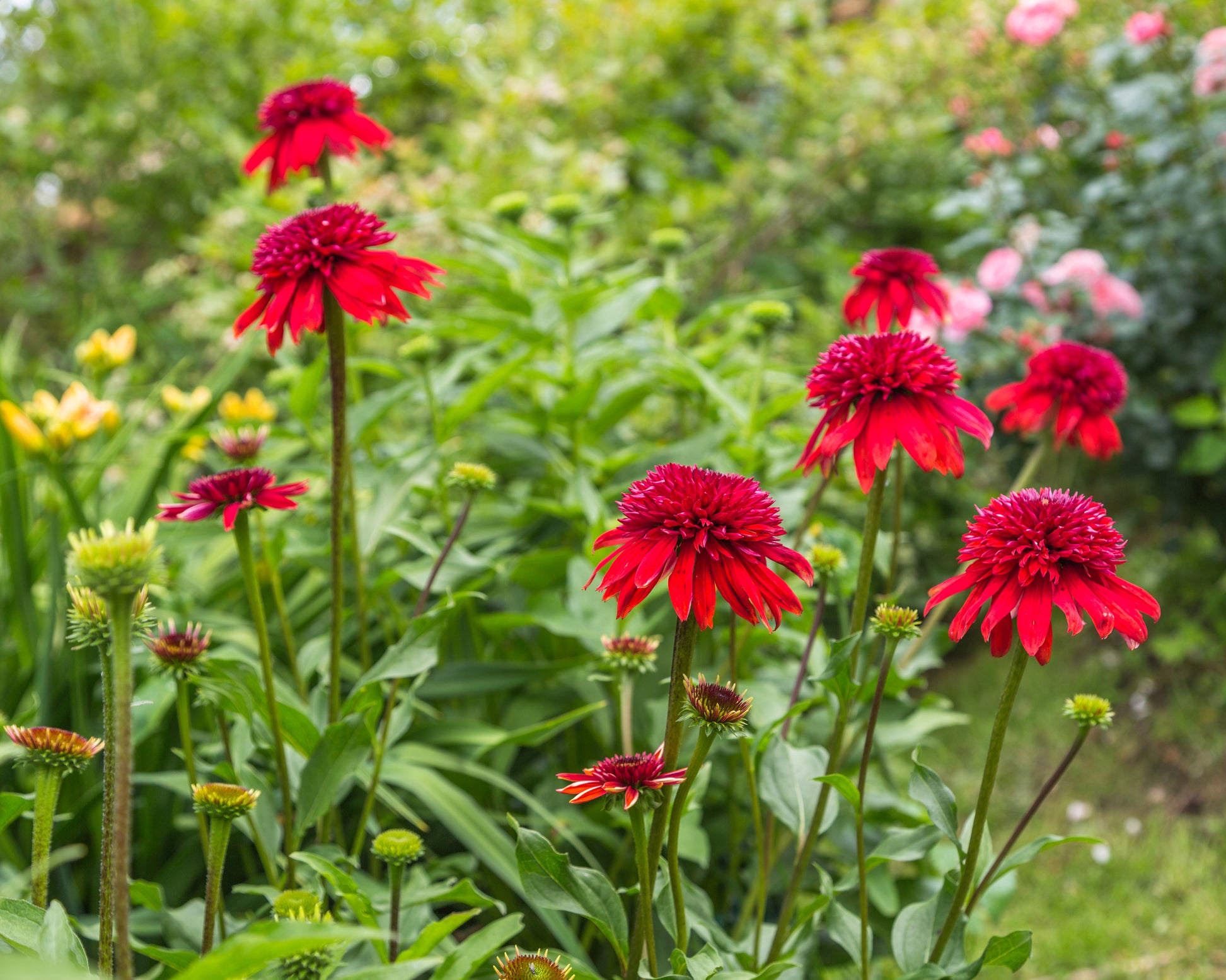 Echinacea 'Hot Papaya' (Cone-fections™ Series) bare roots | Buy fiery ...