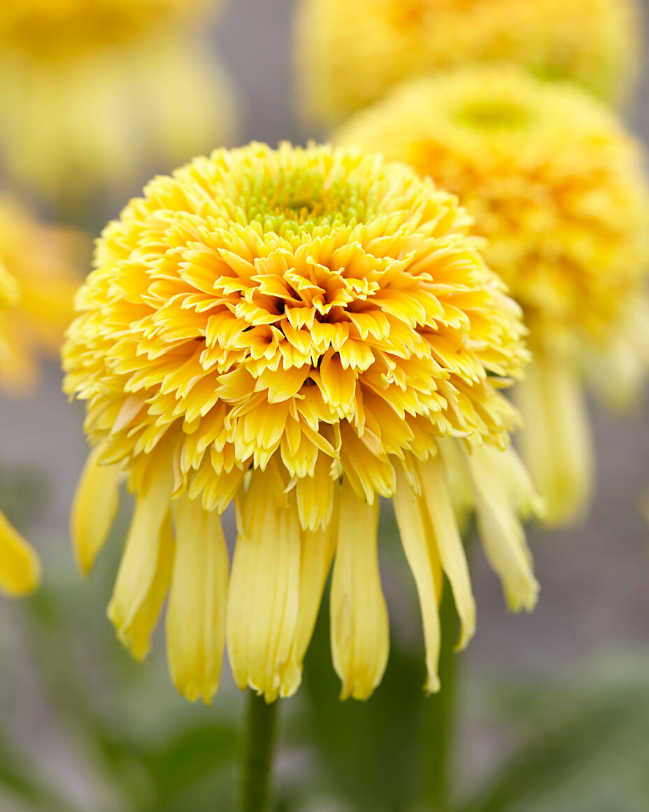 Echinacea 'Lemon Drop' bare roots | Buy lemon-yellow coneflowers online ...