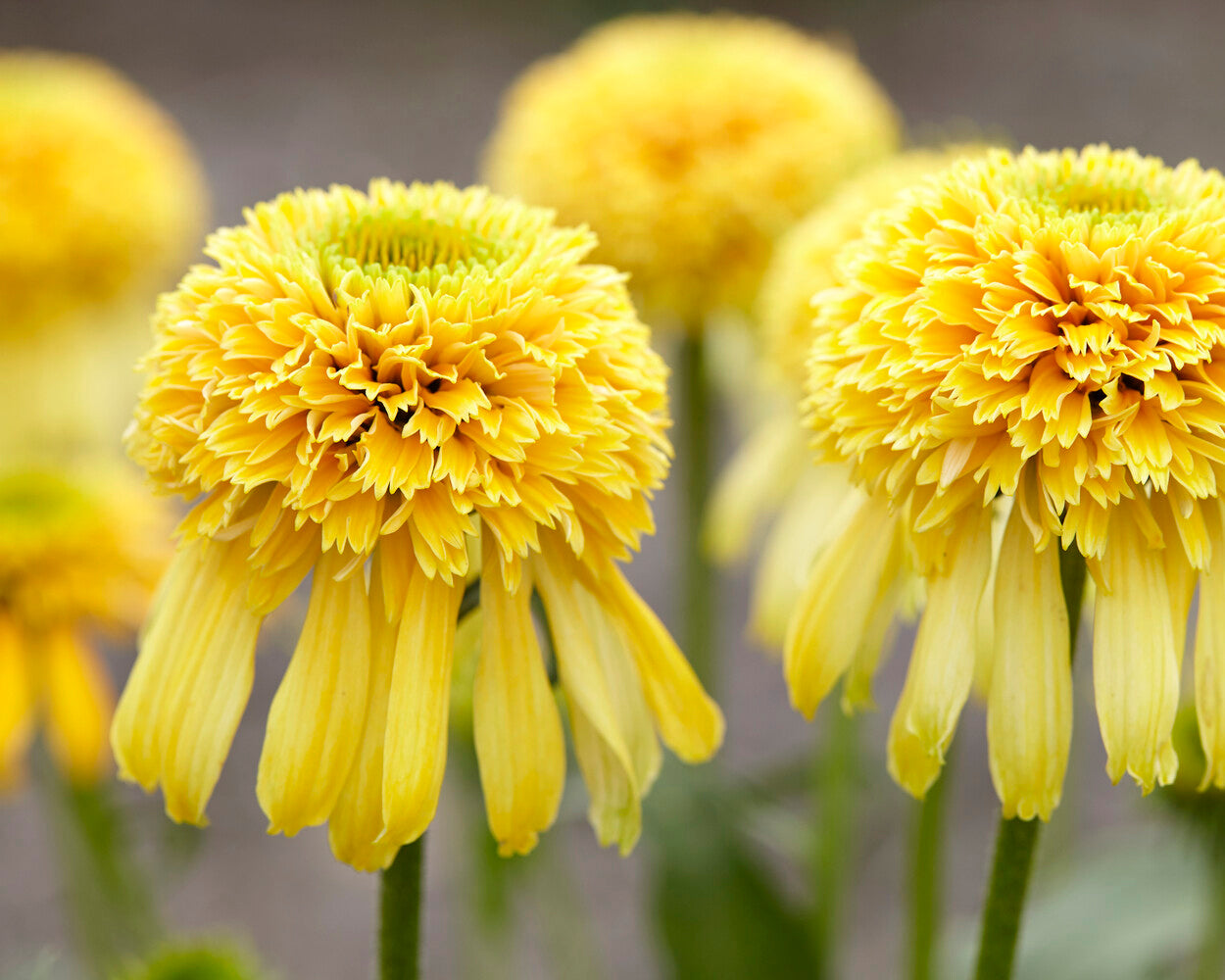Echinacea 'Lemon Drop' bare roots | Buy lemon-yellow coneflowers online ...