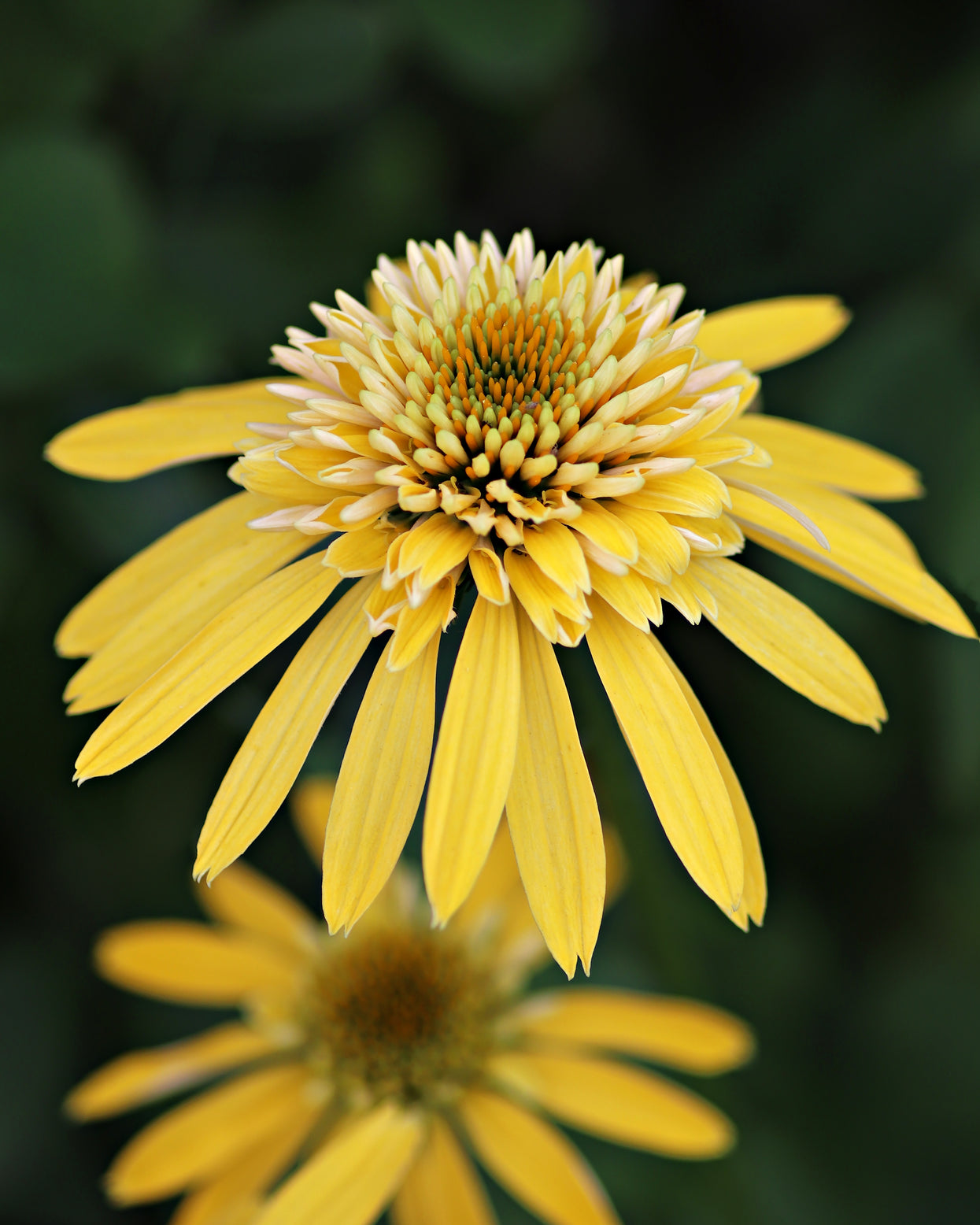 Echinacea 'Lemon Drop' bare roots | Buy lemon-yellow coneflowers online ...