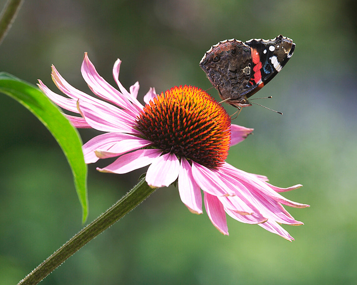 Echinacea 'Papillon Mix' bare roots | Buy mixed-coloured coneflowers ...