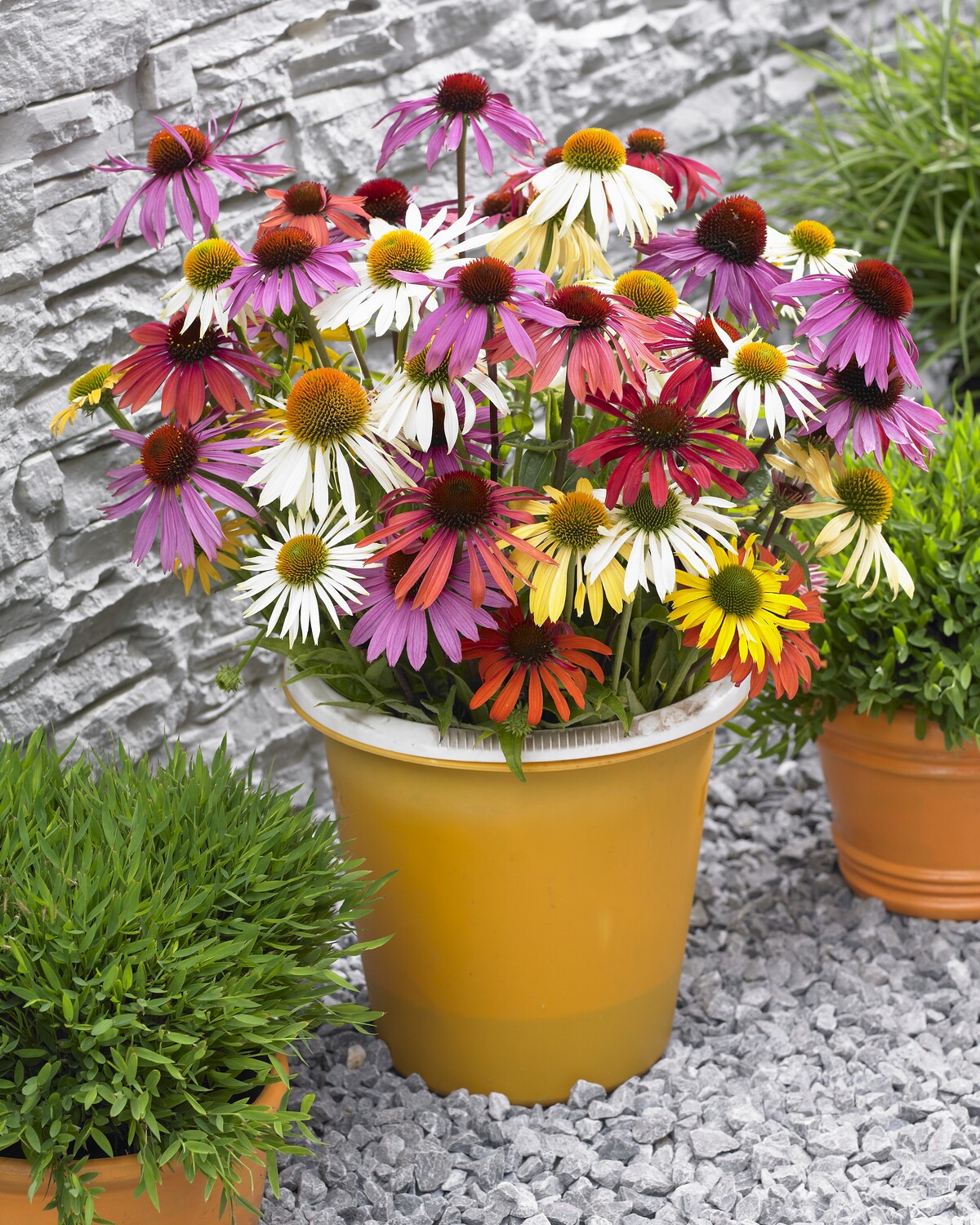 Echinacea 'Papillon Mix' bare roots | Buy mixed-coloured coneflowers ...