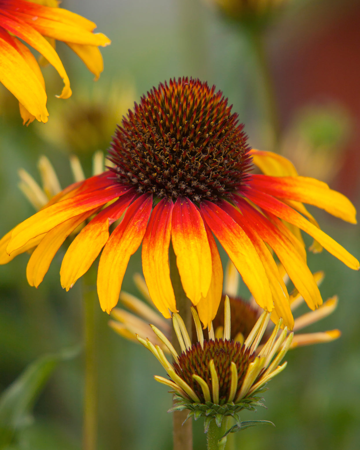 Echinacea 'Parrot' bare roots — Buy yellow-to-red coneflowers online at ...