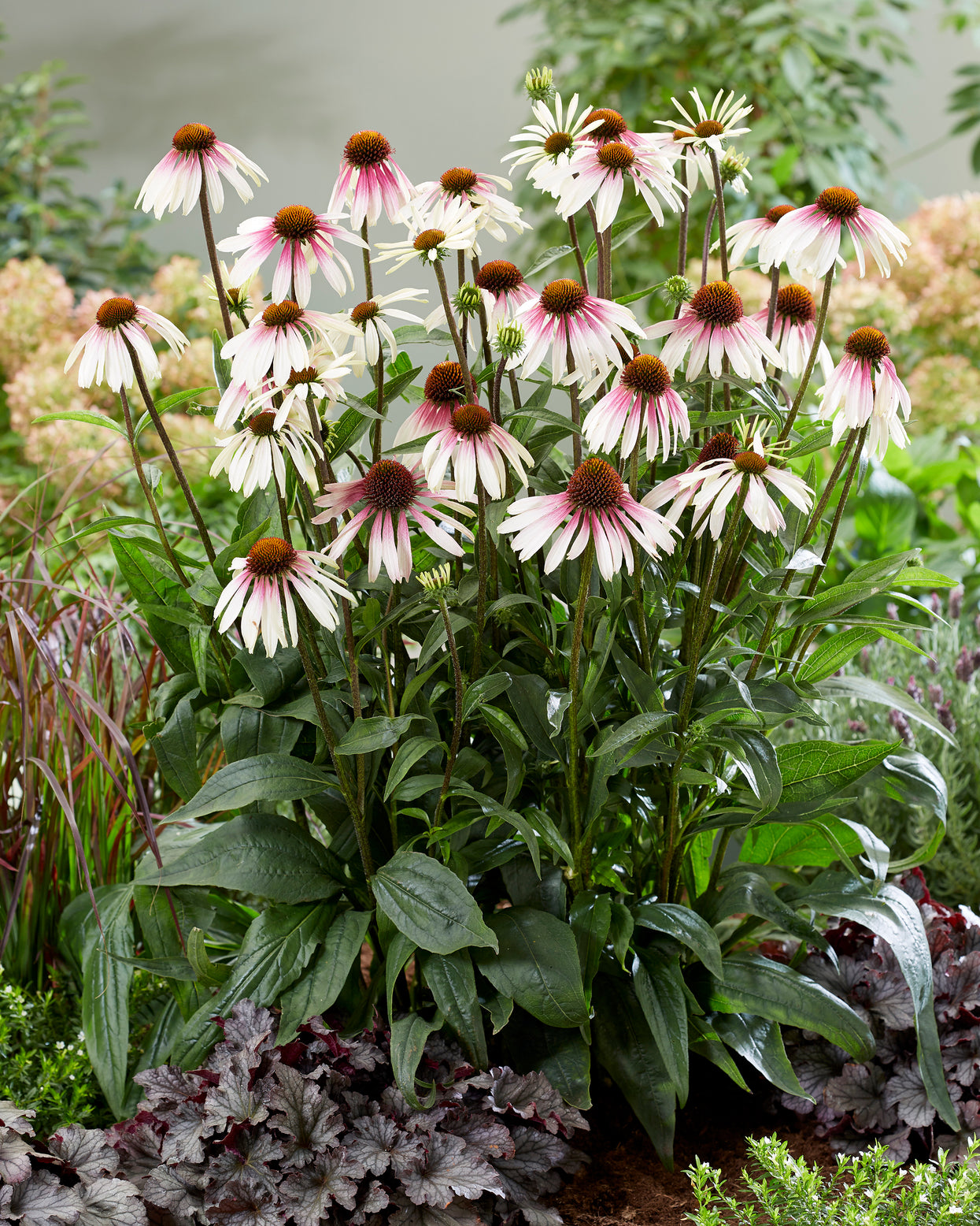 Echinacea purpurea 'Pretty Parasols' bare roots — Buy exclusive ...