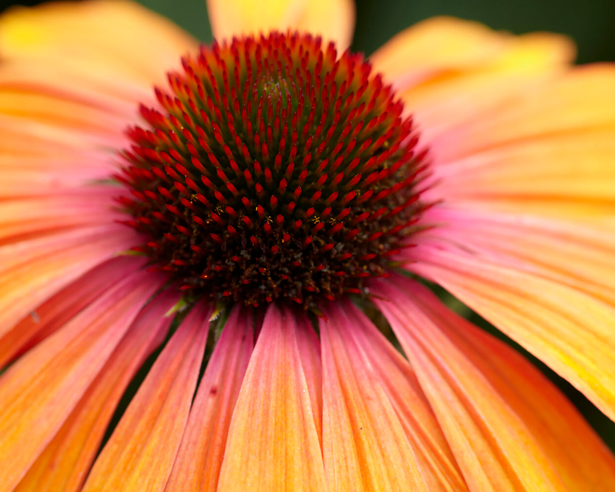 Echinacea 'Rainbow Marcella' bare roots — Buy orange-to-pink ...