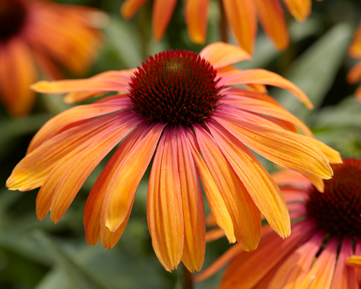 Echinacea 'Rainbow Marcella' bare roots | Buy orange-to-pink ...
