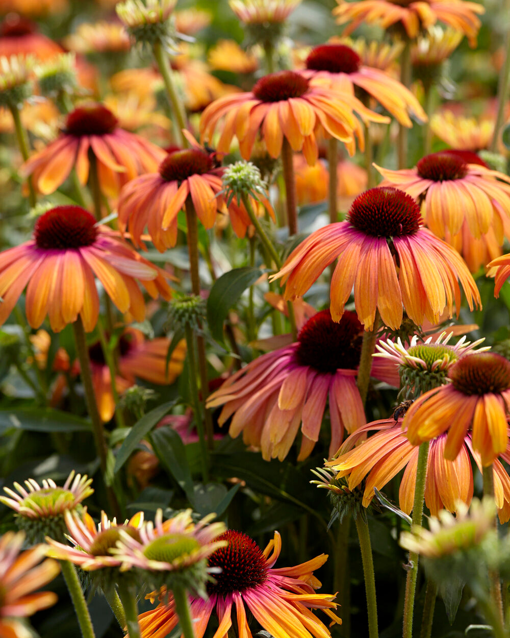 Echinacea 'Rainbow Marcella' bare roots | Buy orange-to-pink ...