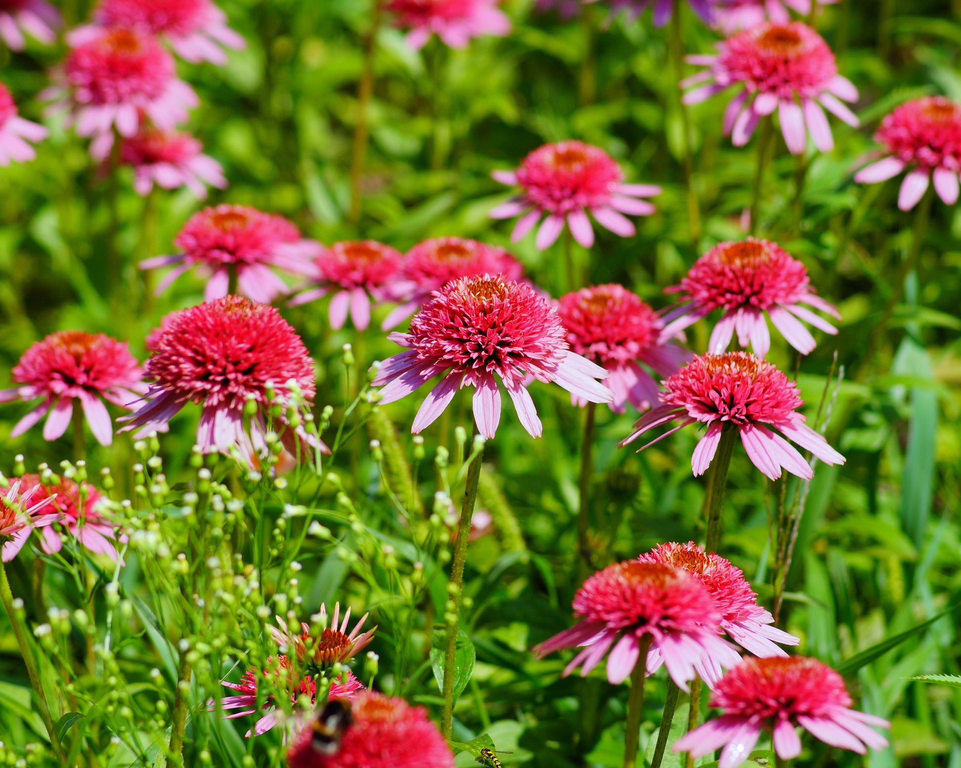Echinacea purpurea 'Raspberry Truffle' bare roots — Buy 'Coneflowers ...
