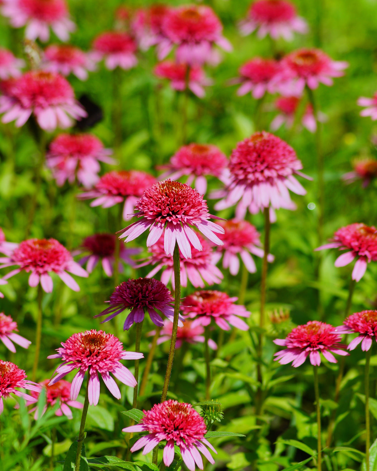 Echinacea purpurea 'Raspberry Truffle' bare roots — Buy 'Coneflowers ...