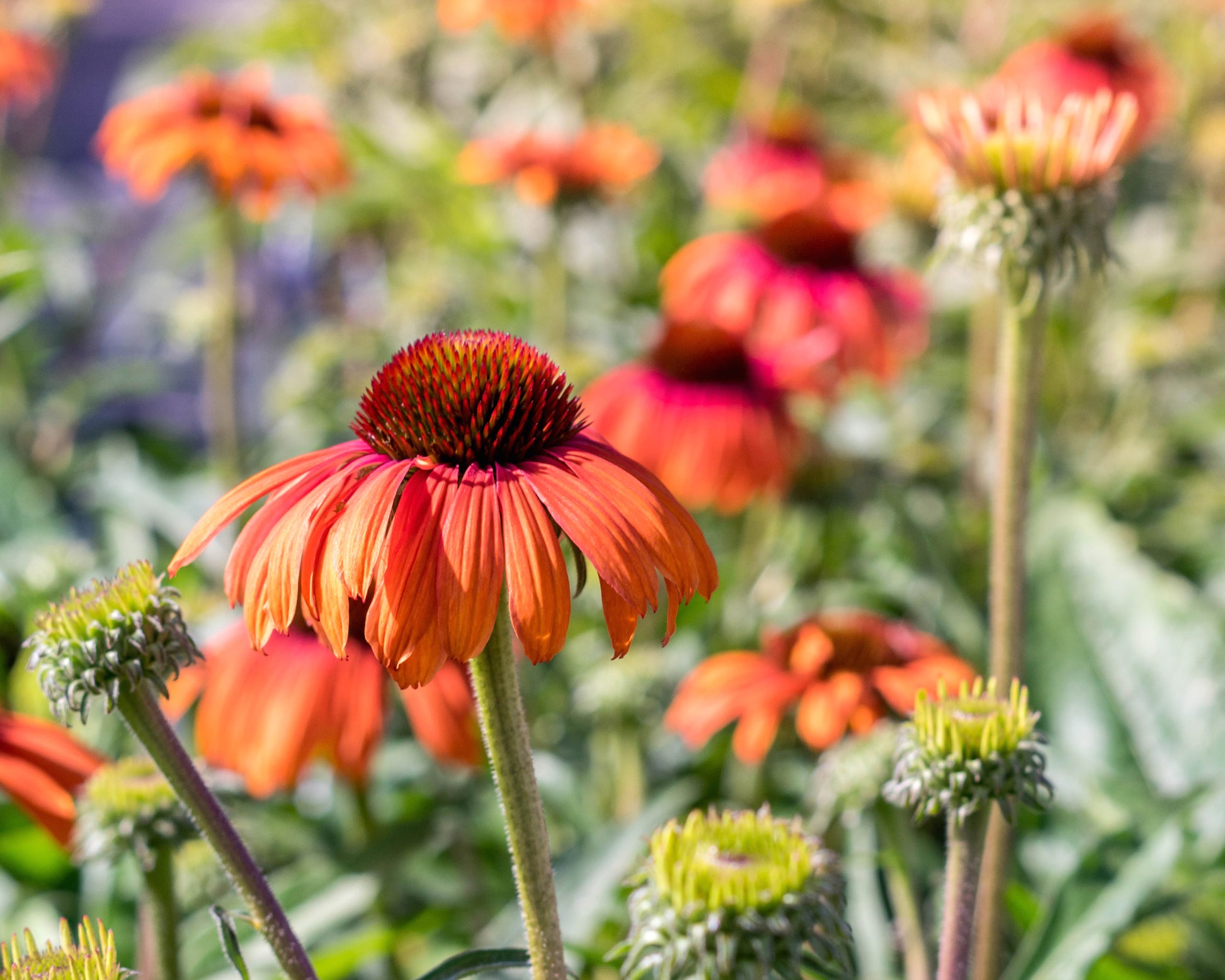 Echinacea 'Rainbow Marcella' bare roots | Buy orange-to-pink ...