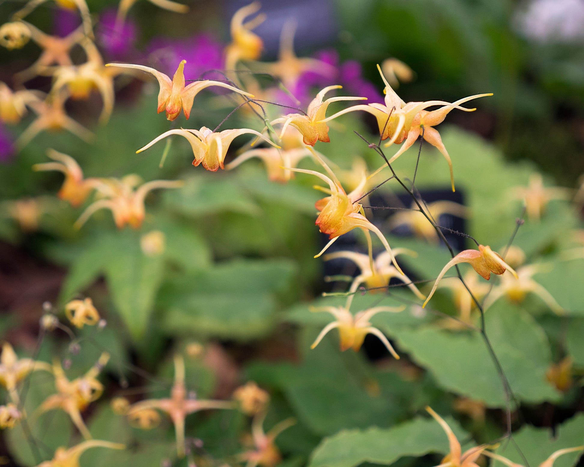 Epimedium 'Amber Queen' bare roots | Buy apricot 'Barrenwort' online at ...