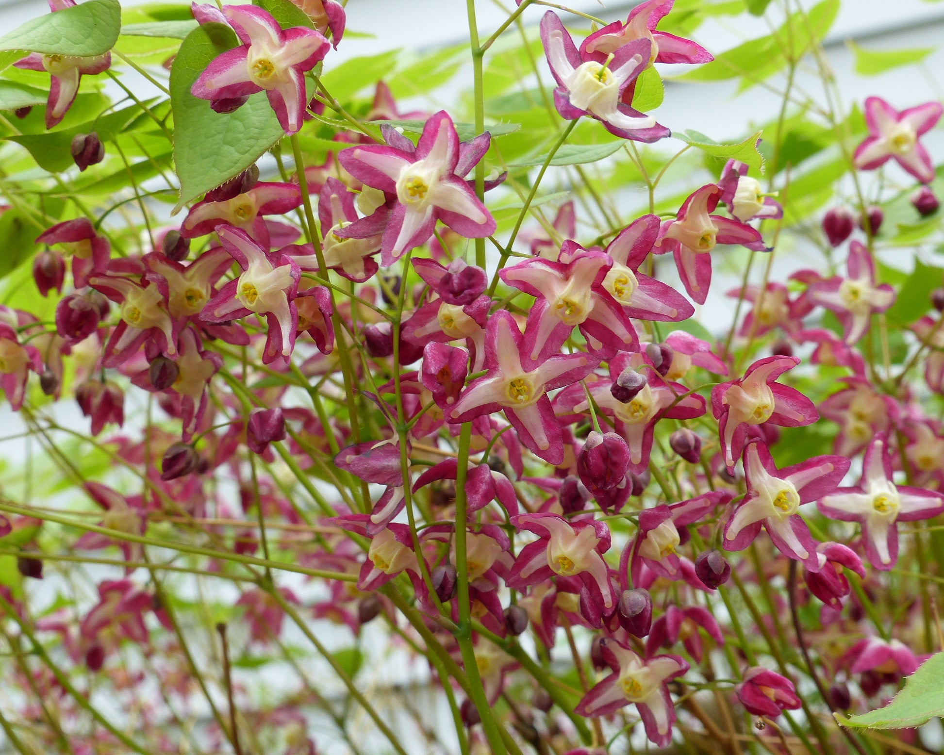 Epimedium × rubrum bare roots — Buy Bishop's Hat online at Farmer Gracy UK