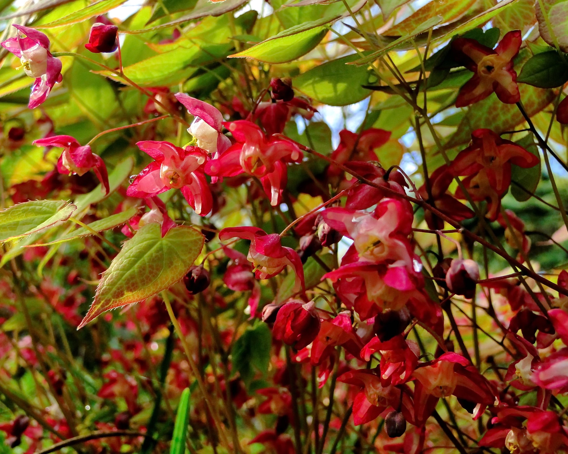 Epimedium × rubrum bare roots — Buy Bishop's Hat online at Farmer Gracy UK
