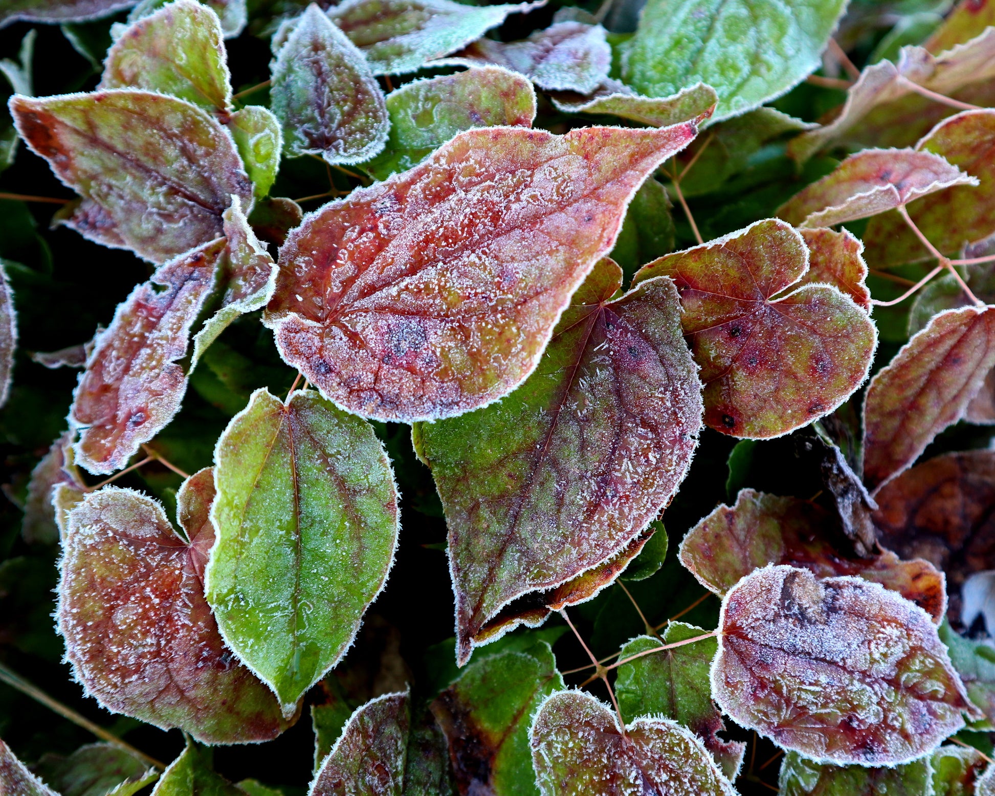 Epimedium × rubrum bare roots — Buy Bishop's Hat online at Farmer Gracy UK