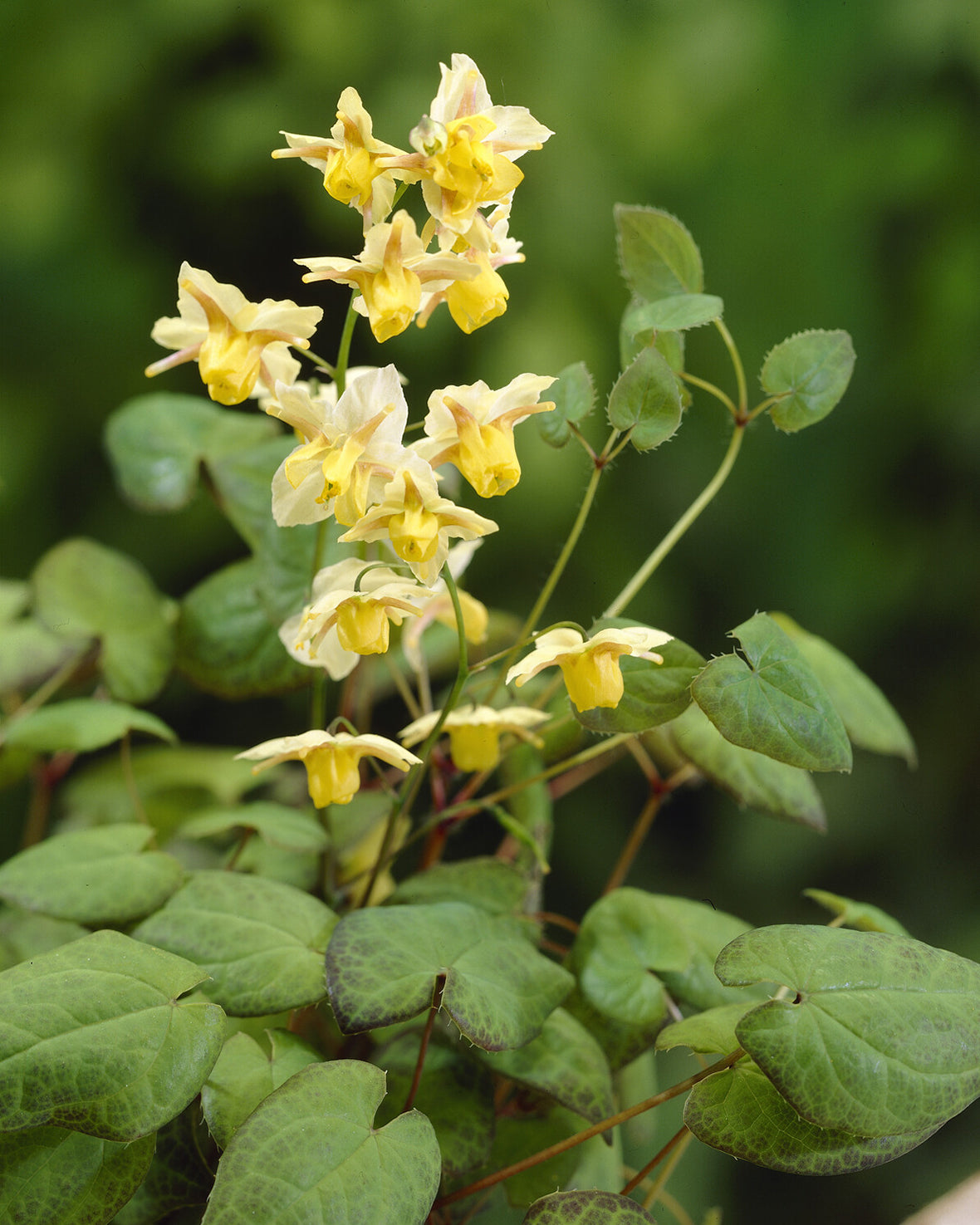 Epimedium 'Sulphureum' bare roots | Buy yellow 'Barrenwort' online at ...