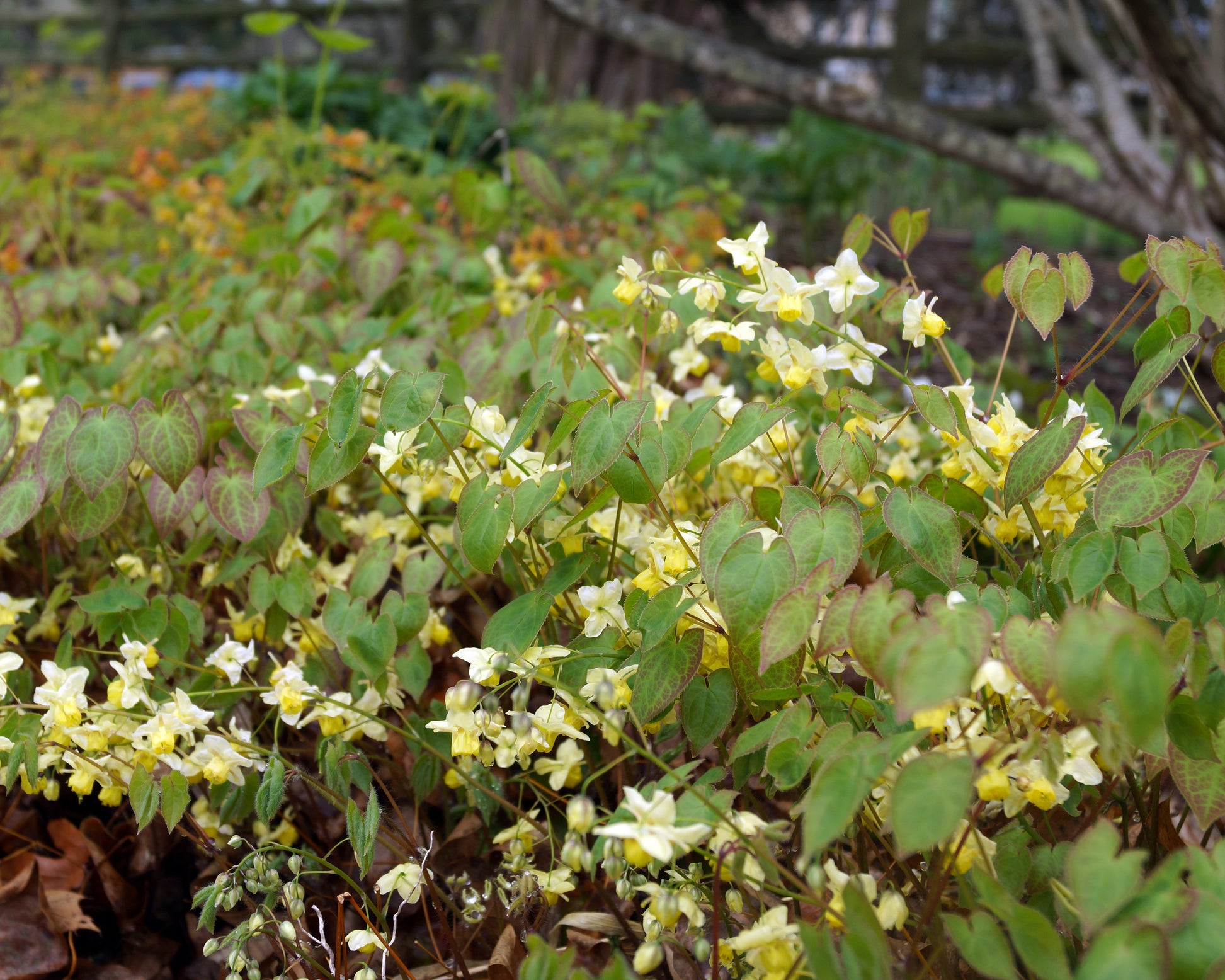 Epimedium 'Sulphureum' bare roots | Buy yellow 'Barrenwort' online at ...