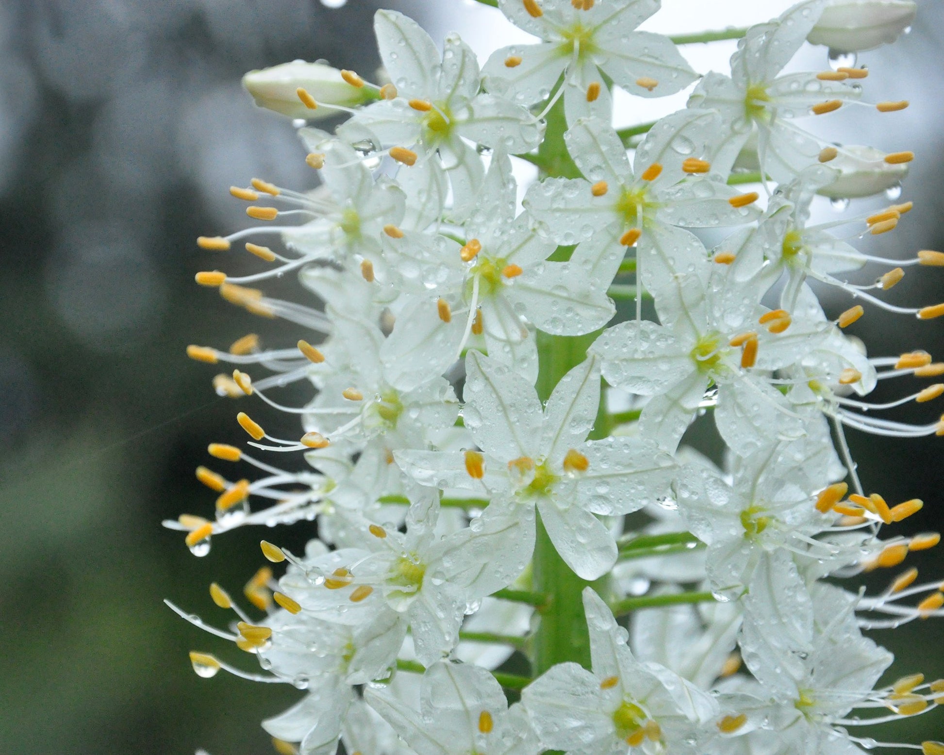 Eremurus himalaicus bulbs — Buy white 'Foxtail Lilies' online at Farmer ...