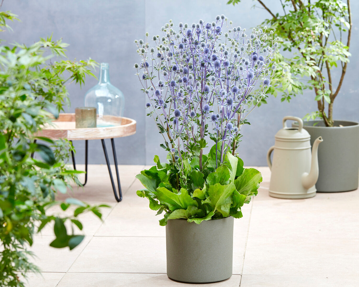 Eryngium planum 'Victory Blue' bare roots — Buy sea holly plants online ...