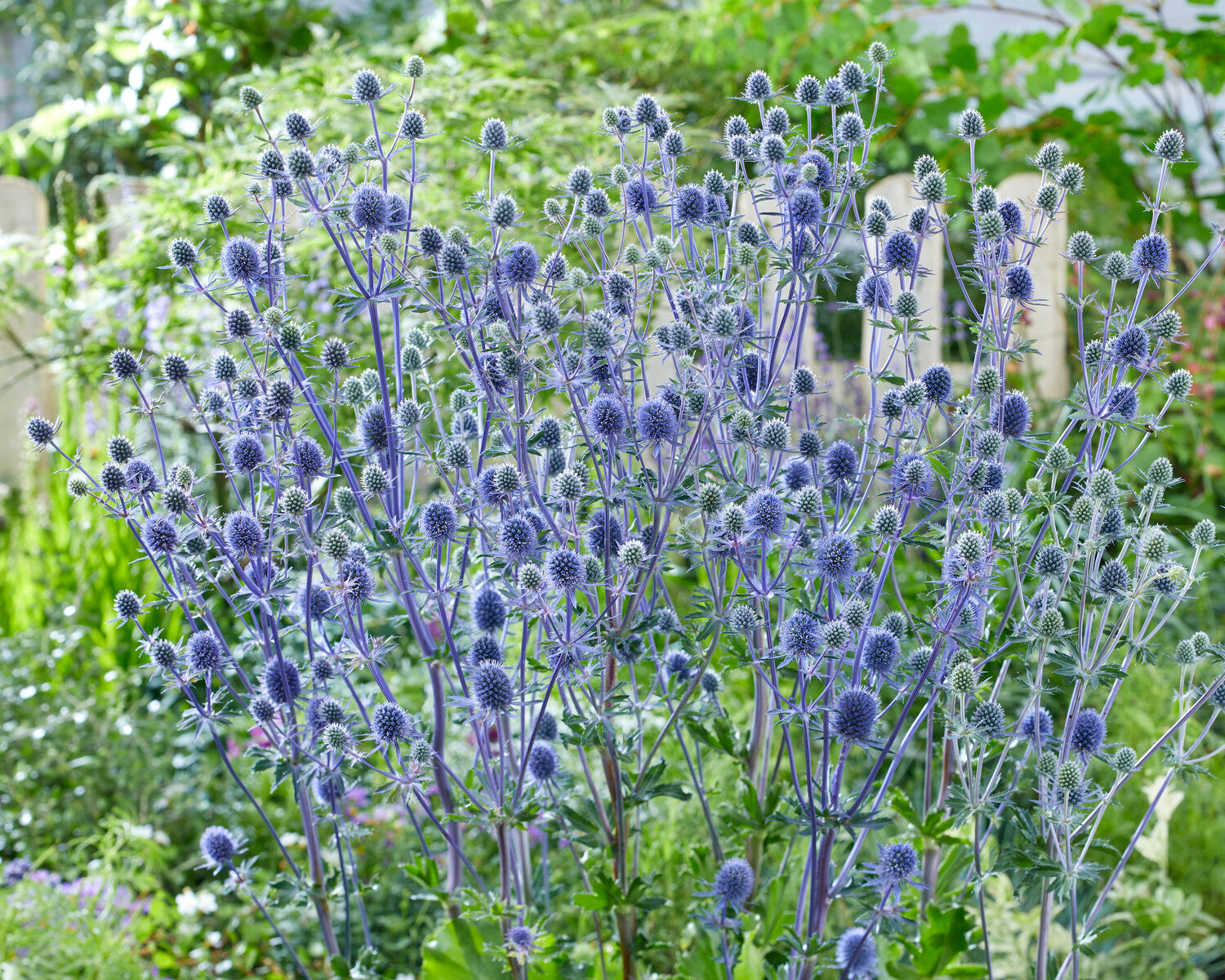 Eryngium planum 'Victory Blue' bare roots | Buy sea holly plants online ...