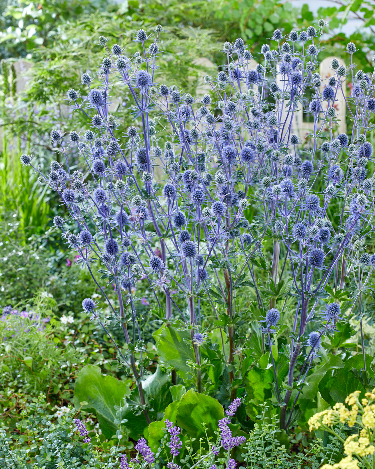 Eryngium planum 'Victory Blue' bare roots | Buy sea holly plants online ...