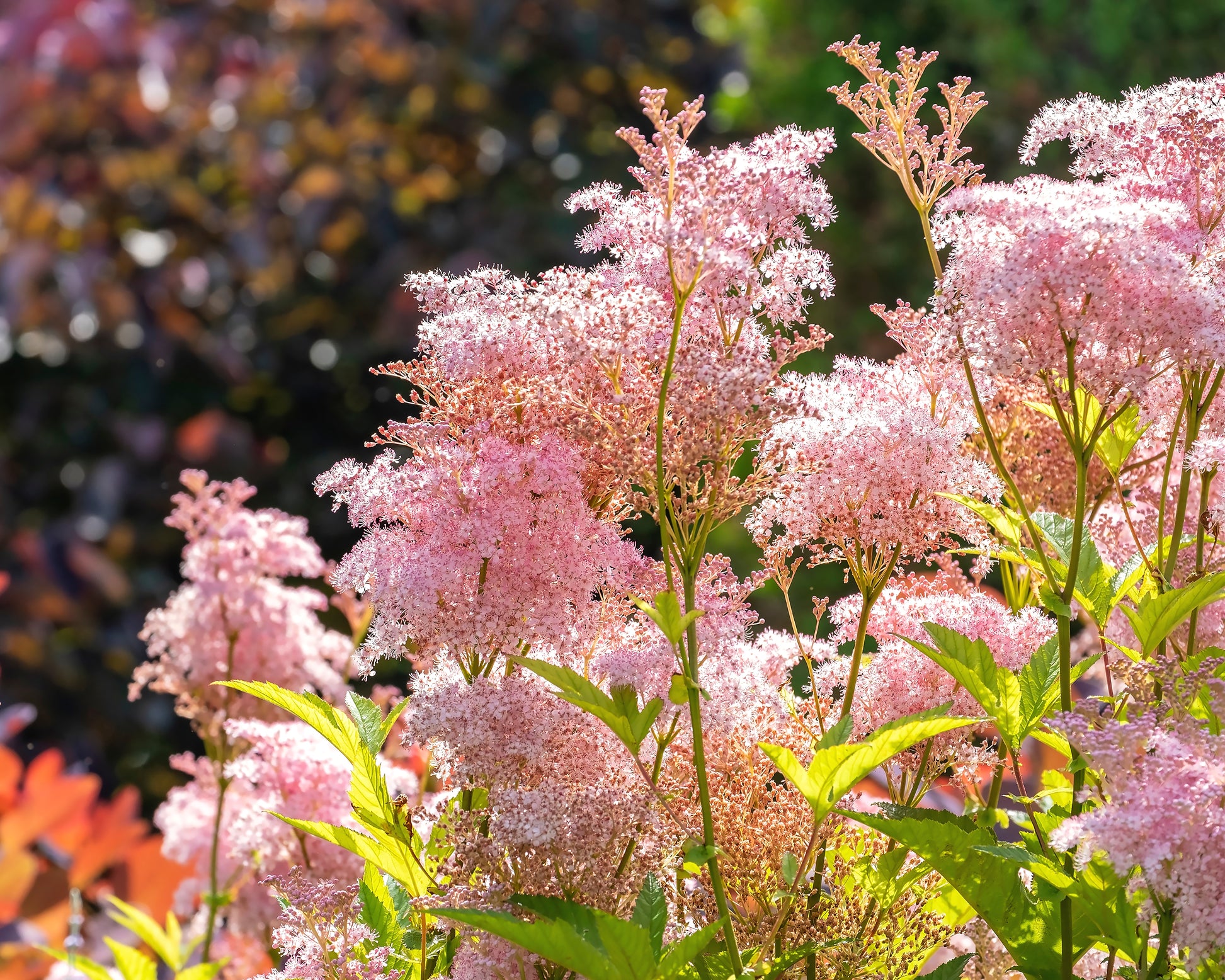 Filipendula rubra 'Venusta' bare roots — Buy queen of the prairie ...