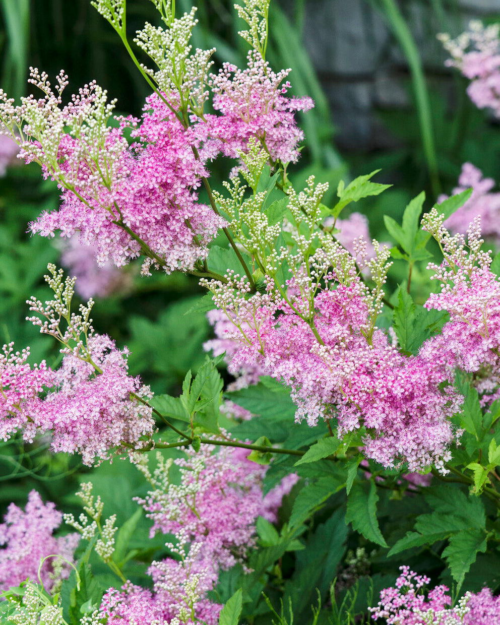 Filipendula rubra 'Venusta' bare roots — Buy queen of the prairie ...