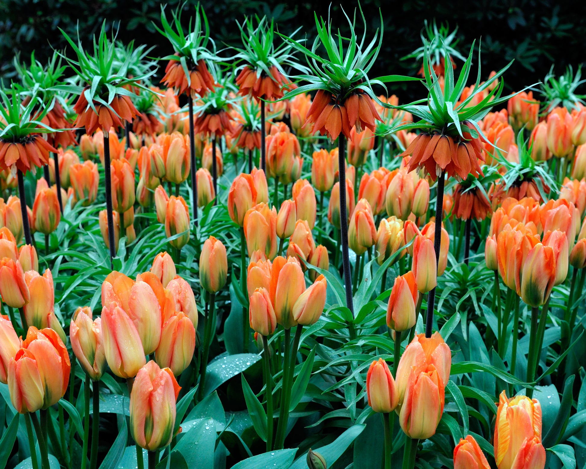 Fritillaria imperialis 'Aurora' bulbs — Buy 'Orange Crown Imperials ...