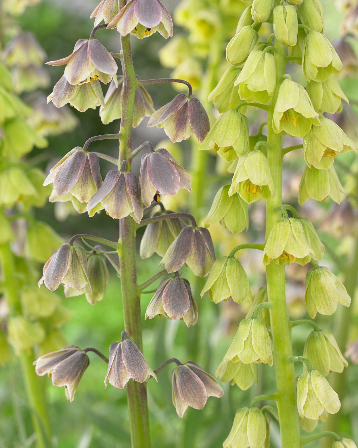 Fritillaria persica 'Green Dreams' bulbs | Buy online at Farmer Gracy
