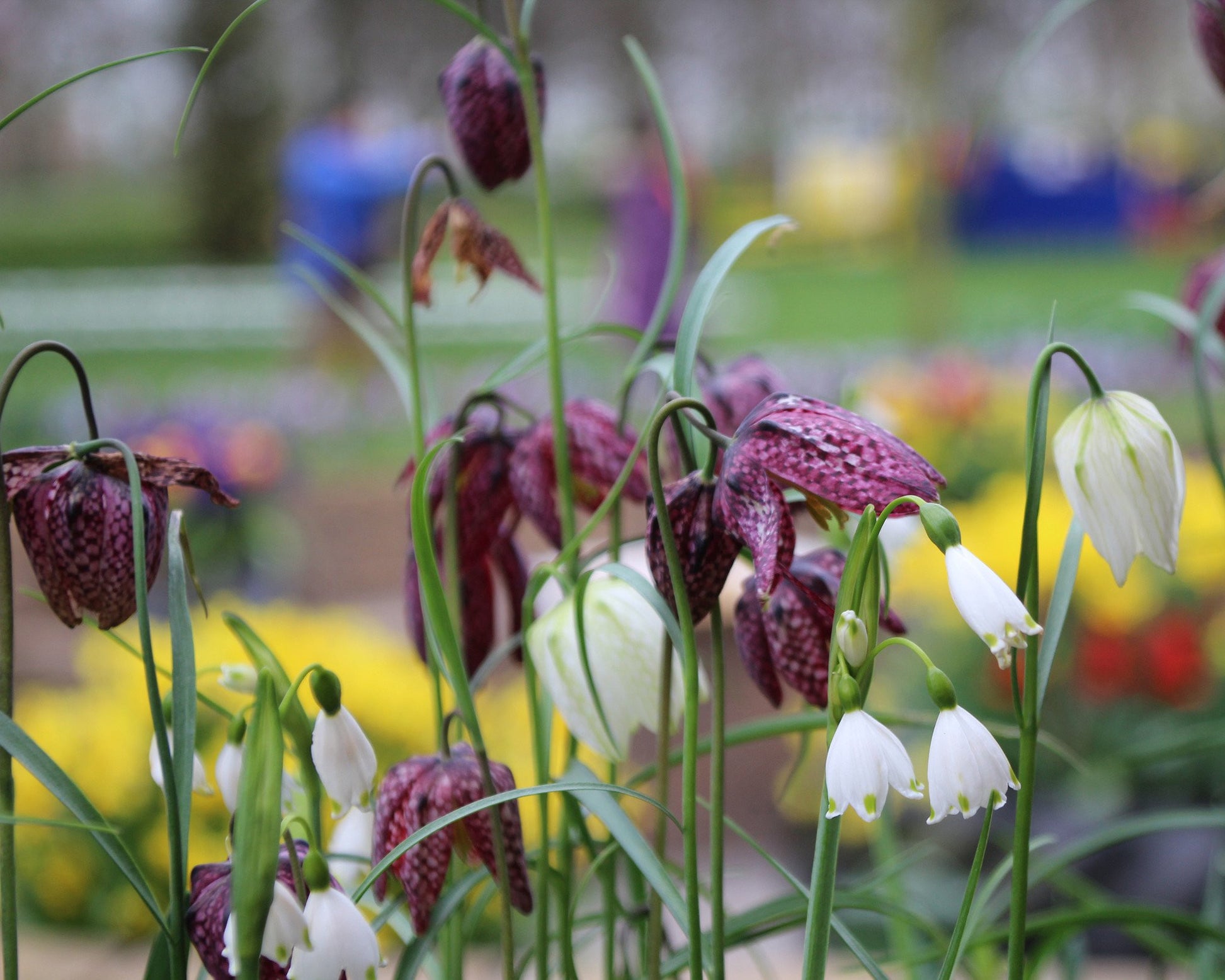 Fritillaria meleagris 'Mix' bulbs (Snake's Head Fritillary) — Buy ...