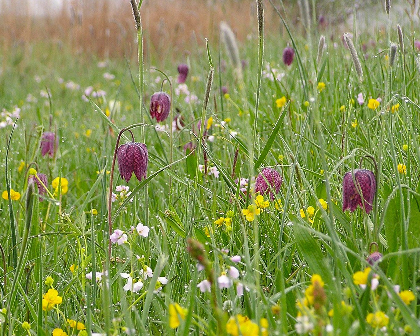Fritillaria meleagris 'Mix' bulbs (Snake's Head Fritillary) — Buy ...