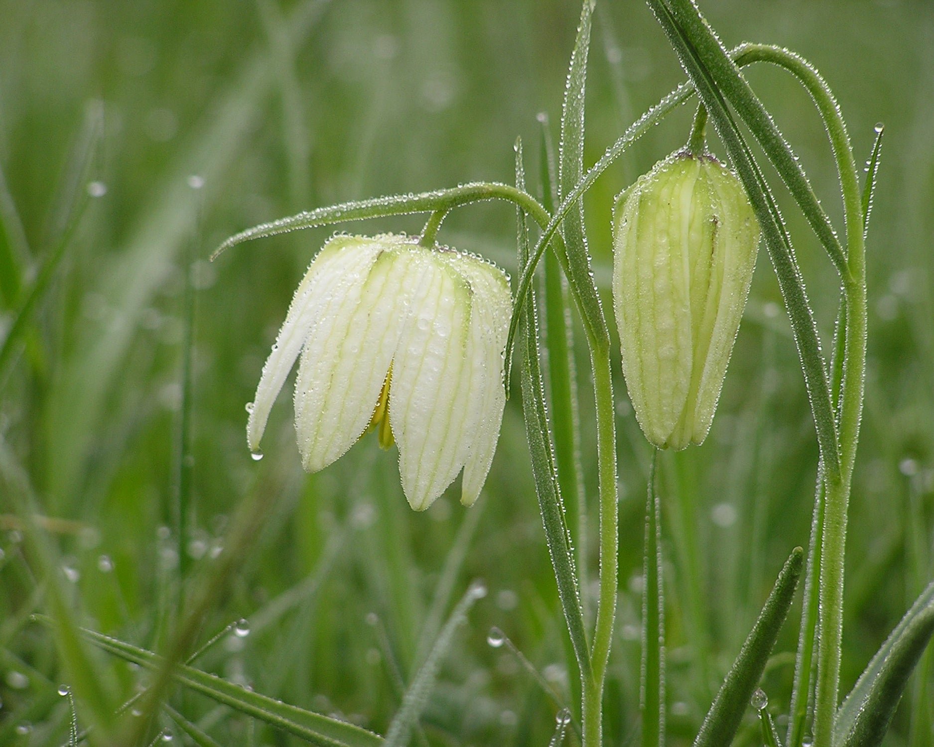 Fritillaria meleagris 'Alba' bulbs (snake's head fritillary) — Buy ...