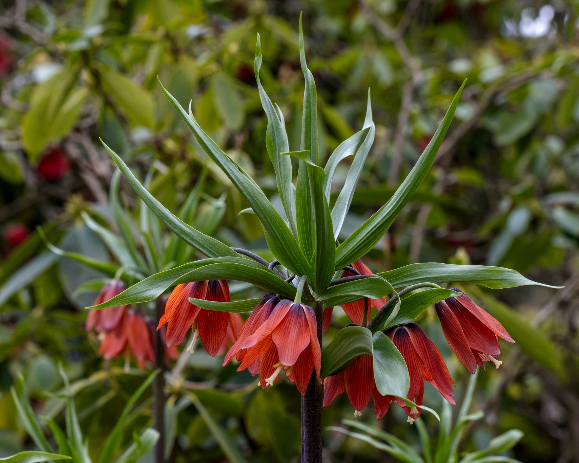 Fritillaria imperialis 'Red Beauty' bulbs — Buy fiery red crown ...