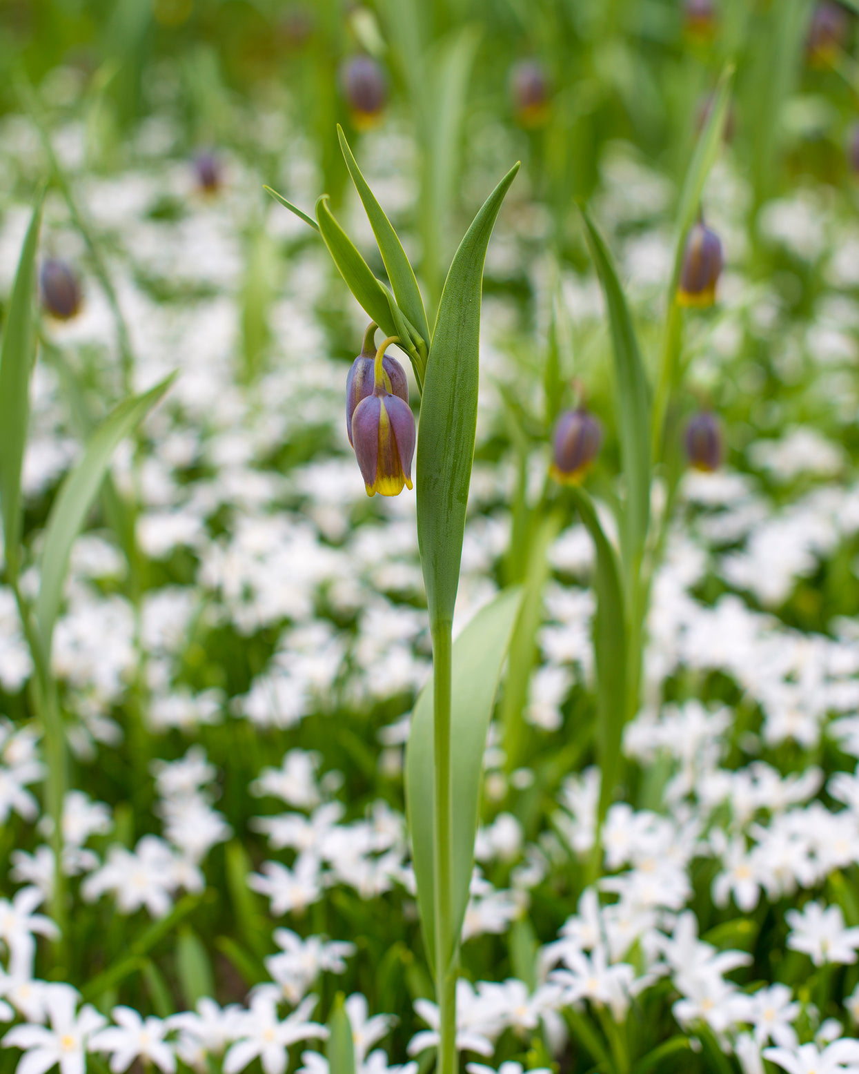 Fritillaria uva-vulpis (Fox's Grape Fritillary) bulbs — Buy online at ...