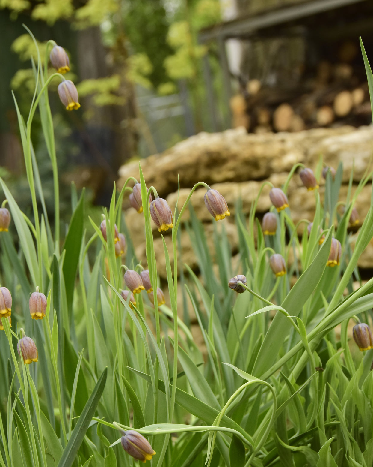 Fritillaria uva-vulpis (Fox's Grape Fritillary) bulbs — Buy online at ...