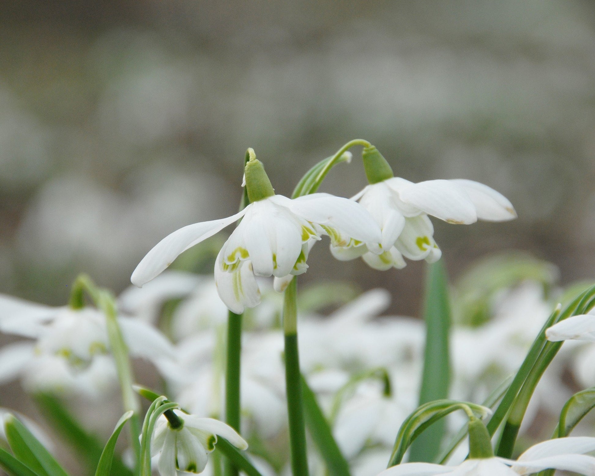 Galanthus nivalis 'Flore Pleno' bulbs (Double Snowdrops) | Buy online ...