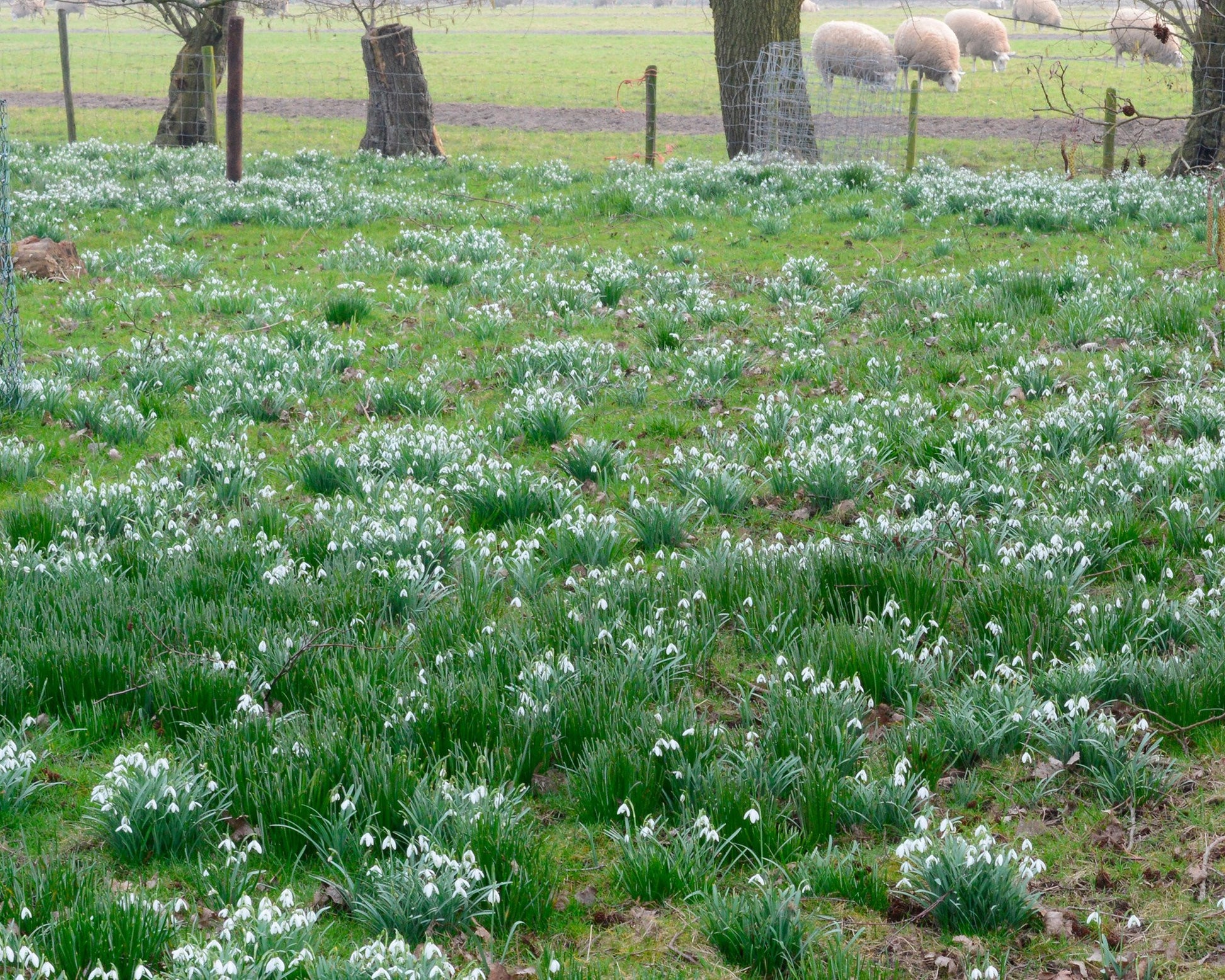 Galanthus nivalis bulbs ('Snowdrops') — Buy online at Farmer Gracy UK