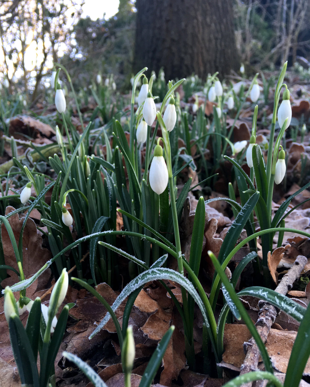 Galanthus nivalis bulbs ('Snowdrops') — Buy online at Farmer Gracy UK